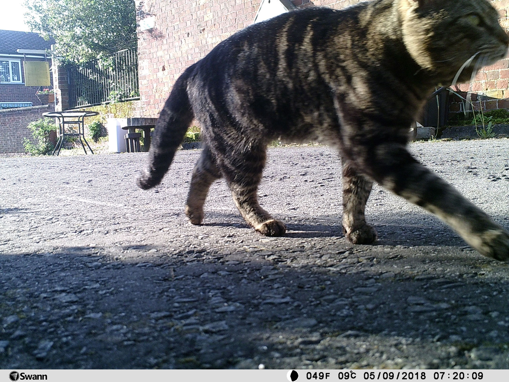 Wildlife corner - goldengardenbedford