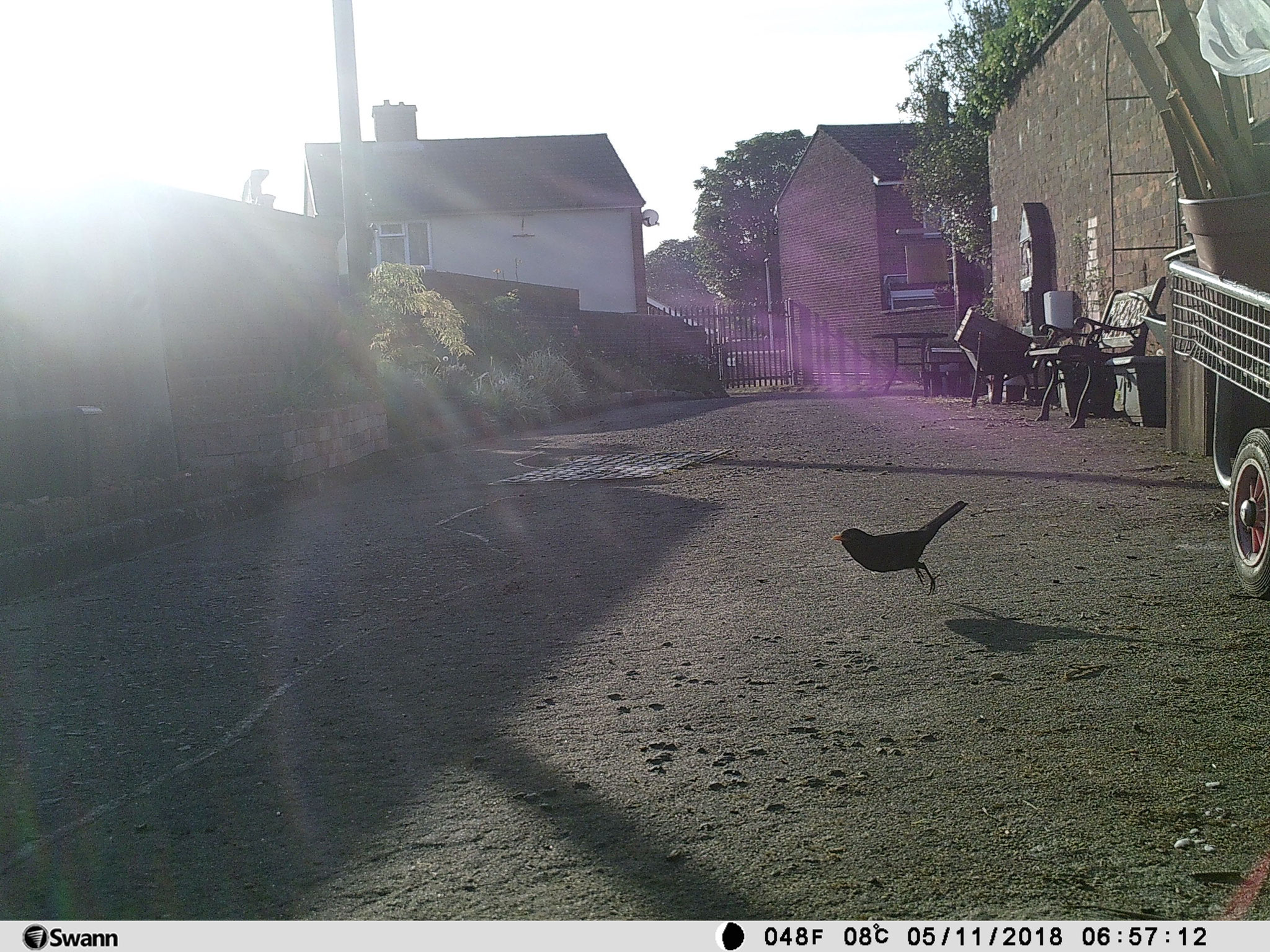 Wildlife corner - goldengardenbedford