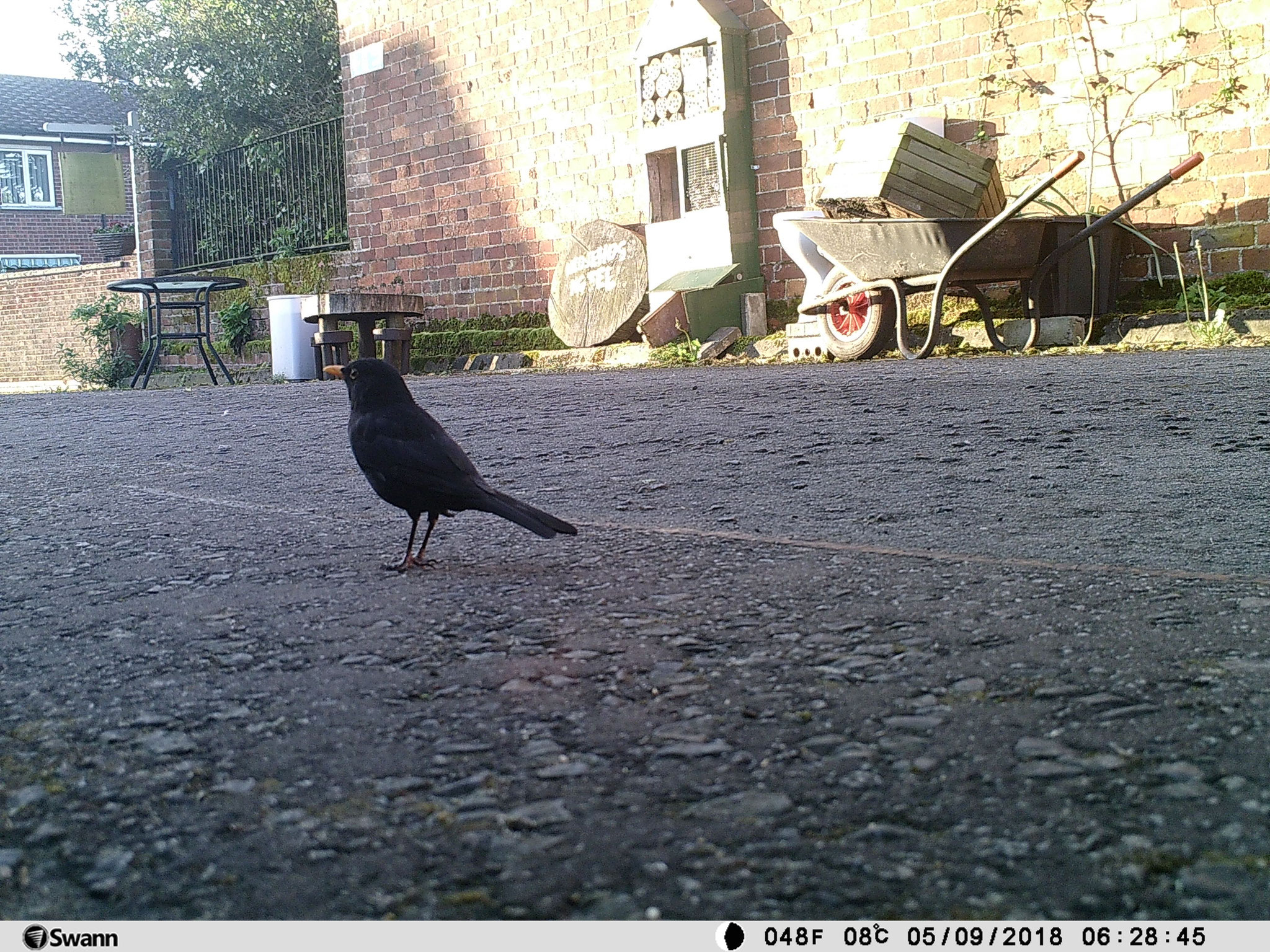 Wildlife corner - goldengardenbedford