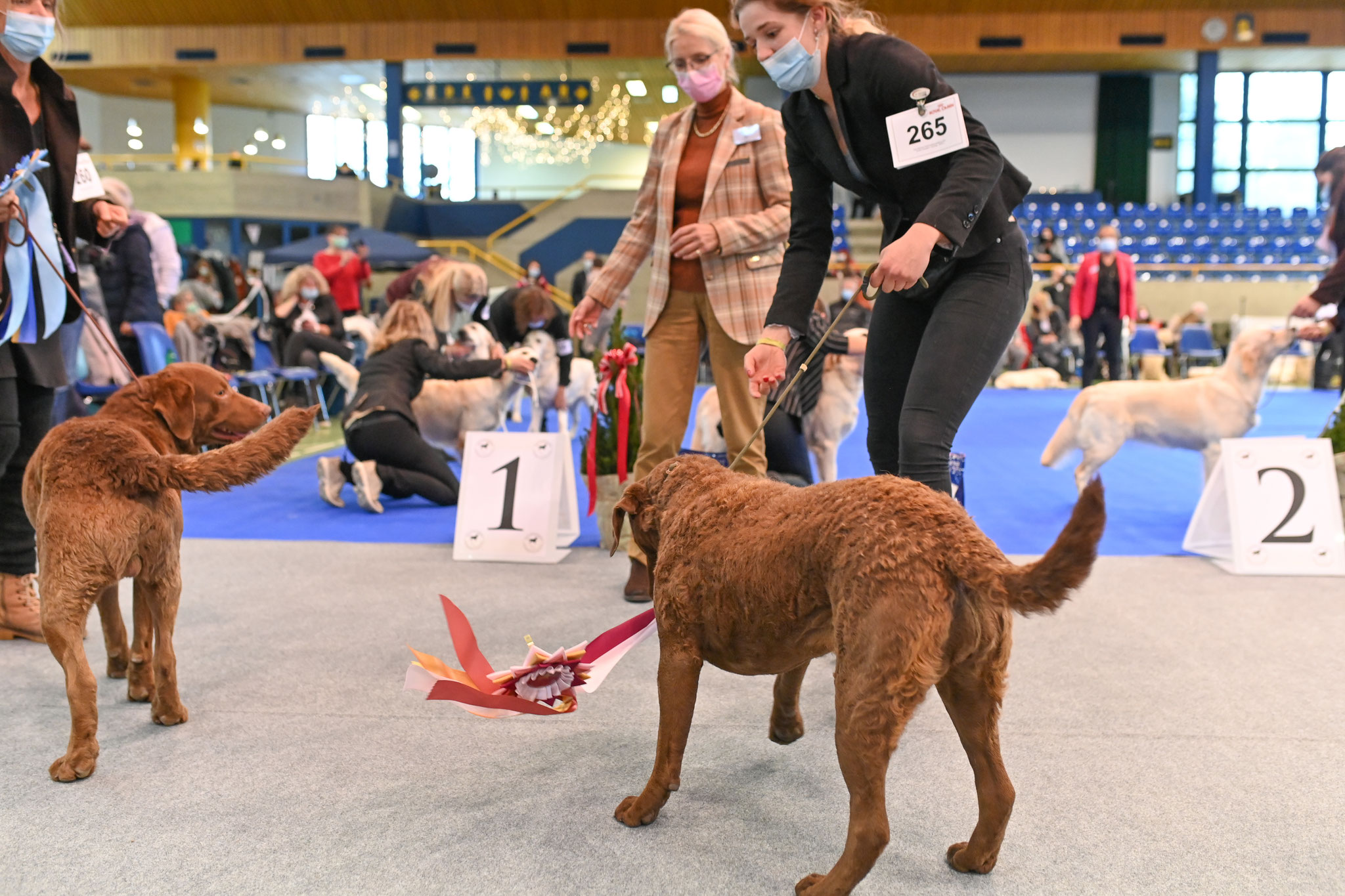 Galerie 2021 - BBs Chesapeake Breeding