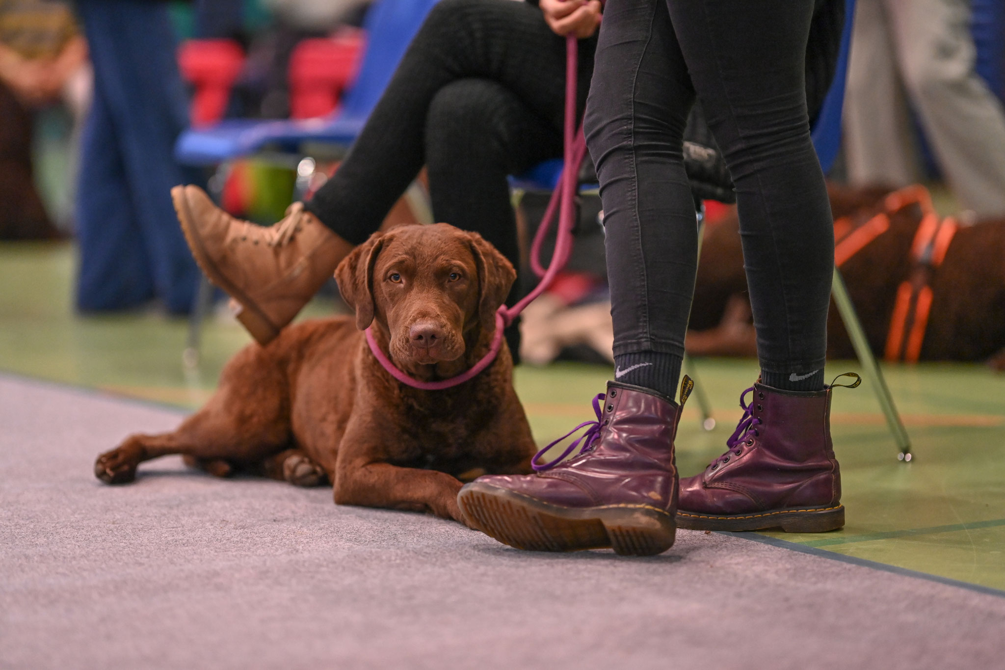 Galerie 2021 - BBs Chesapeake Breeding