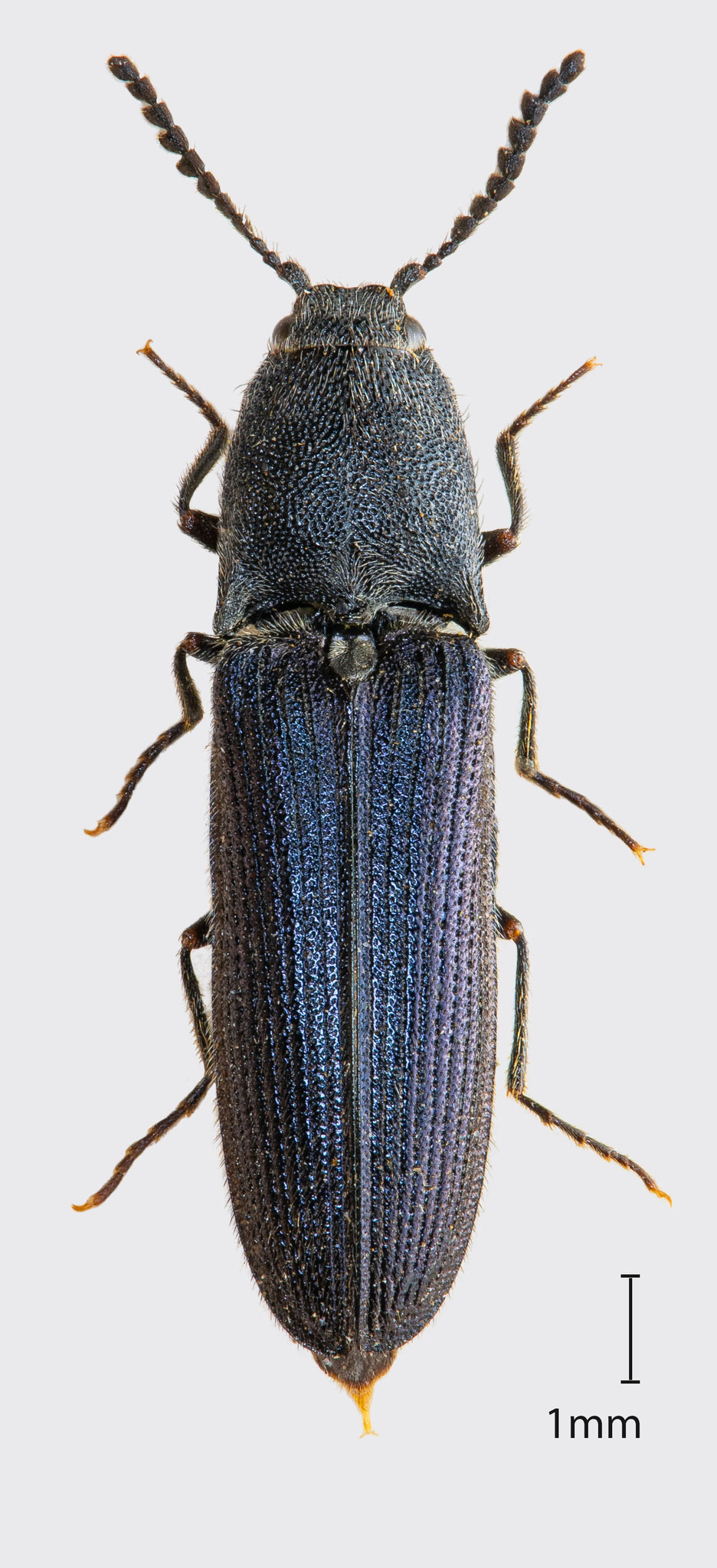 Bildtafeln - Naturfotografien von Torsten Bittner