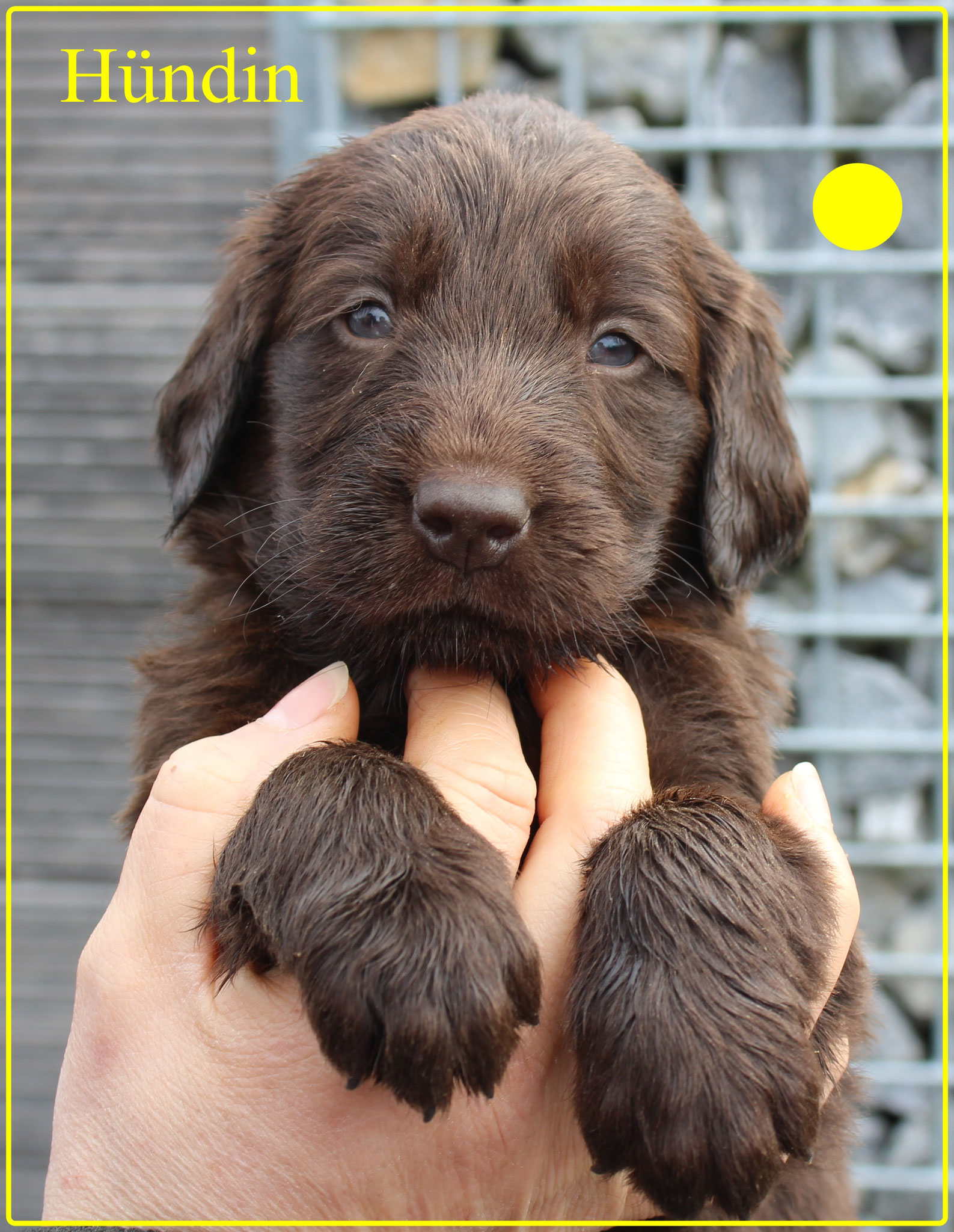 Pedigree - Flat Coated Retriever Züchter vom Mönchskloster