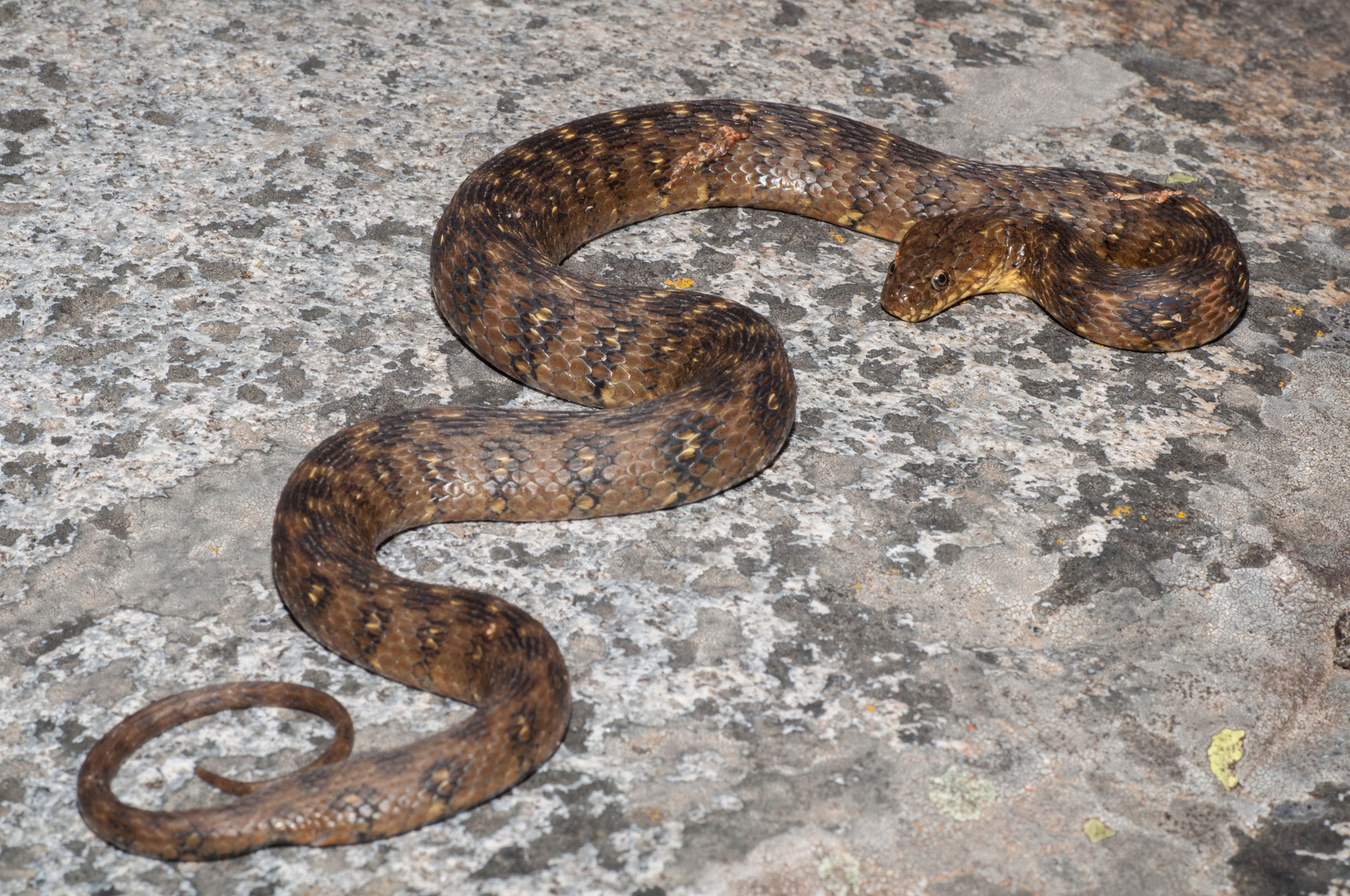 Natrix maura (Culebra viperina) - Página web de ferlynx