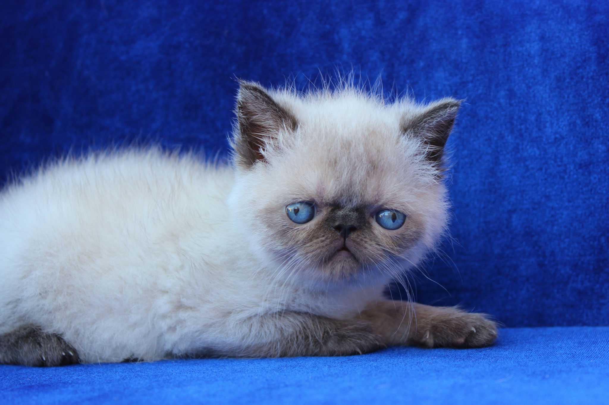 GATITOS PERSAS Y EXOTICOS---------- - PERSAS EXOTICOS HIMALAYOS ...