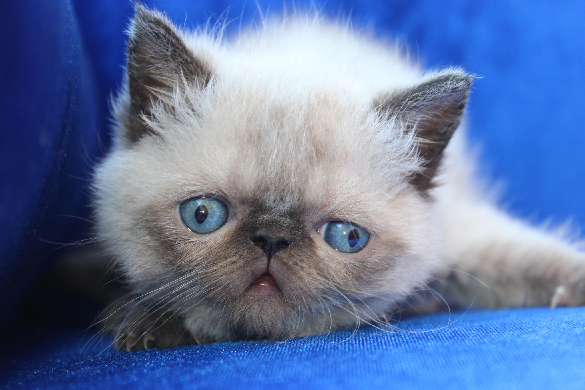 GATITOS PERSAS Y EXOTICOS---------- - PERSAS EXOTICOS HIMALAYOS ...