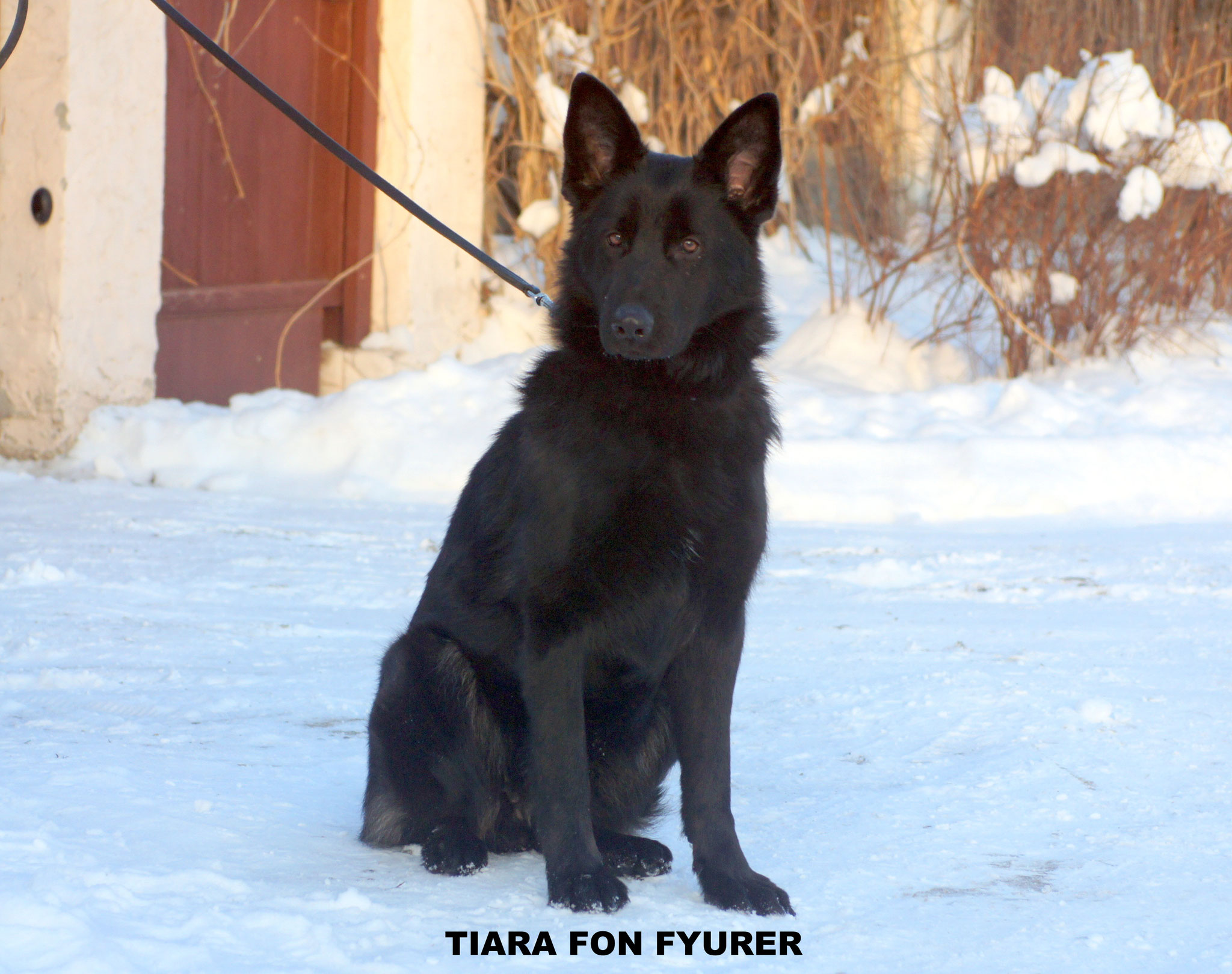 TIARA FON FYURER - Питомник чёрной немецкой овчарки.г.Запорожье ...