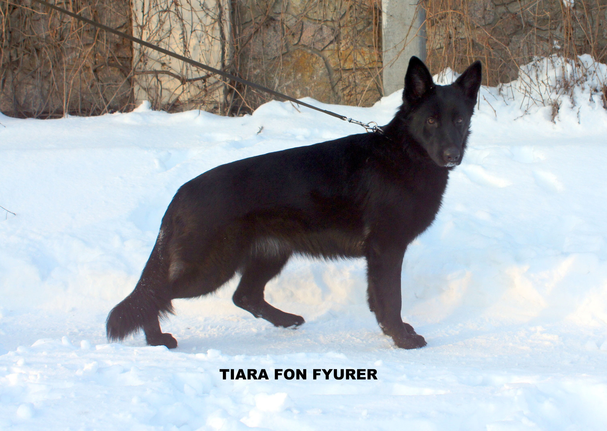 TIARA FON FYURER - Питомник чёрной немецкой овчарки.г.Запорожье ...