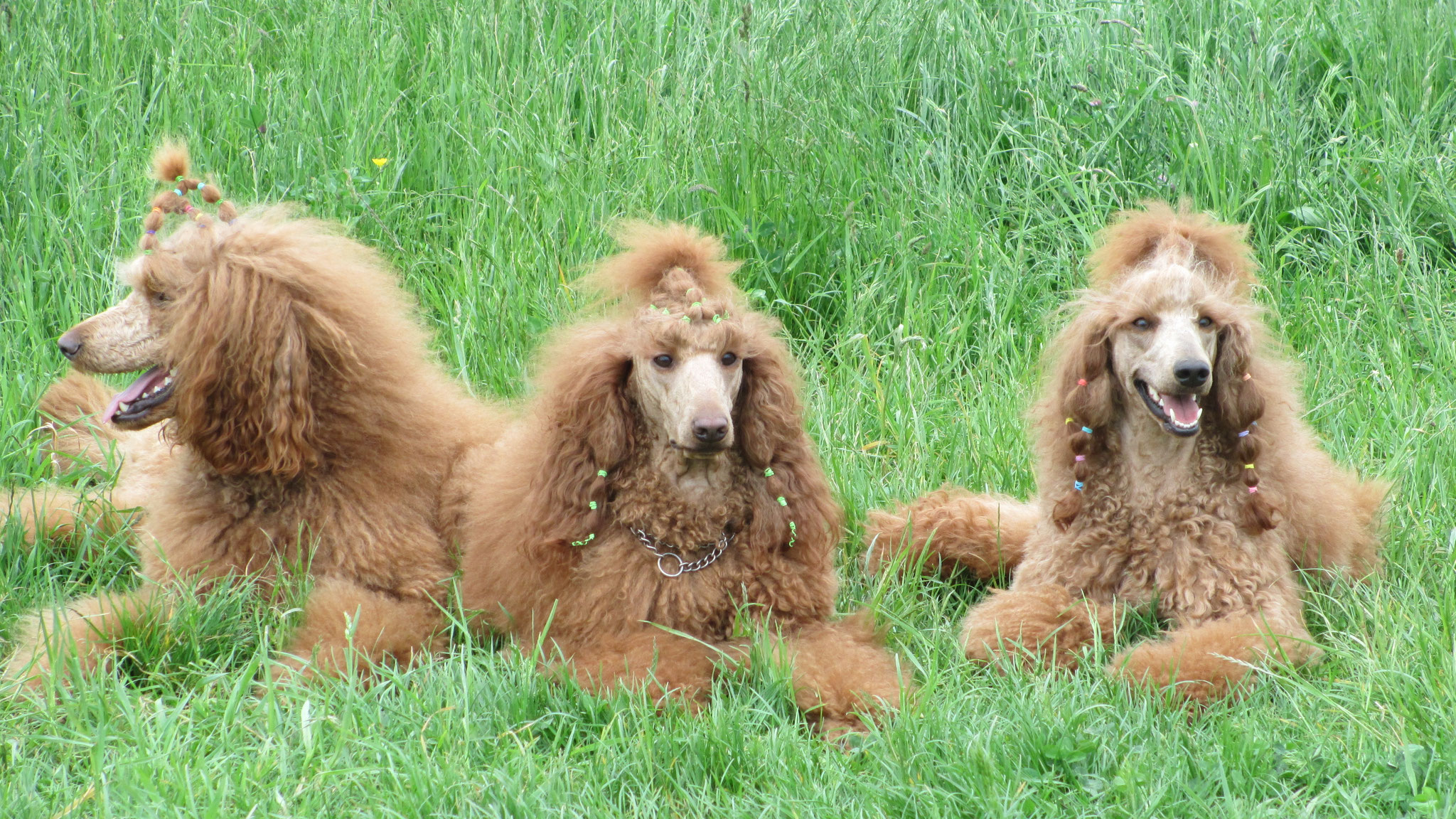 Bezirksgruppe Stuttgart - Deutscher Pudel-Klub, Bezirksgruppe Stuttgart