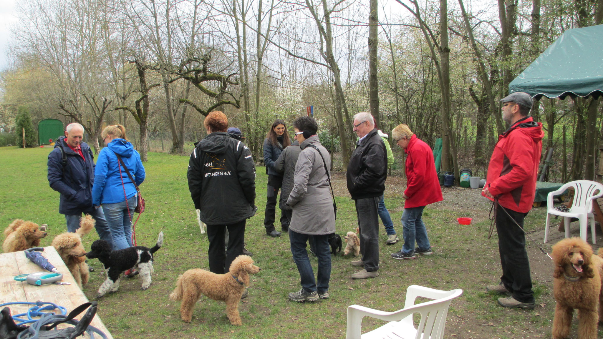 Bezirksgruppe Stuttgart - Deutscher Pudel-Klub, Bezirksgruppe Stuttgart