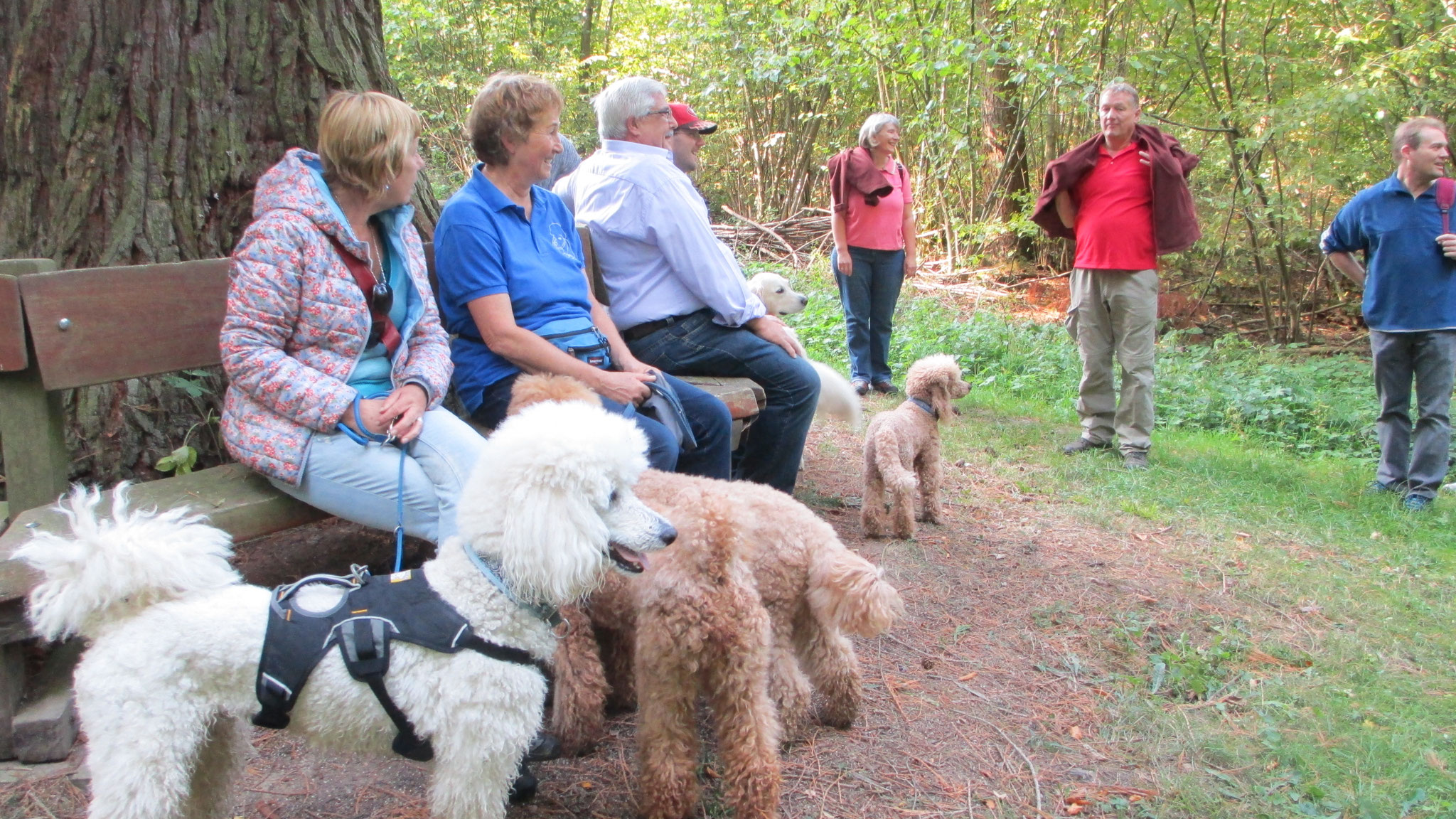 Bezirksgruppe Stuttgart - Deutscher Pudel-Klub, Bezirksgruppe Stuttgart