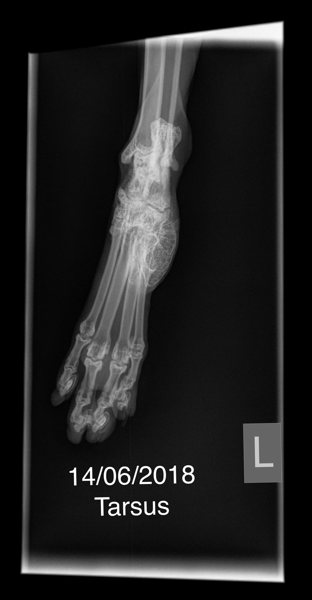 Scottish Fold OCD Tests - Katzengenetik - Vererbung der Fellfarben und ...