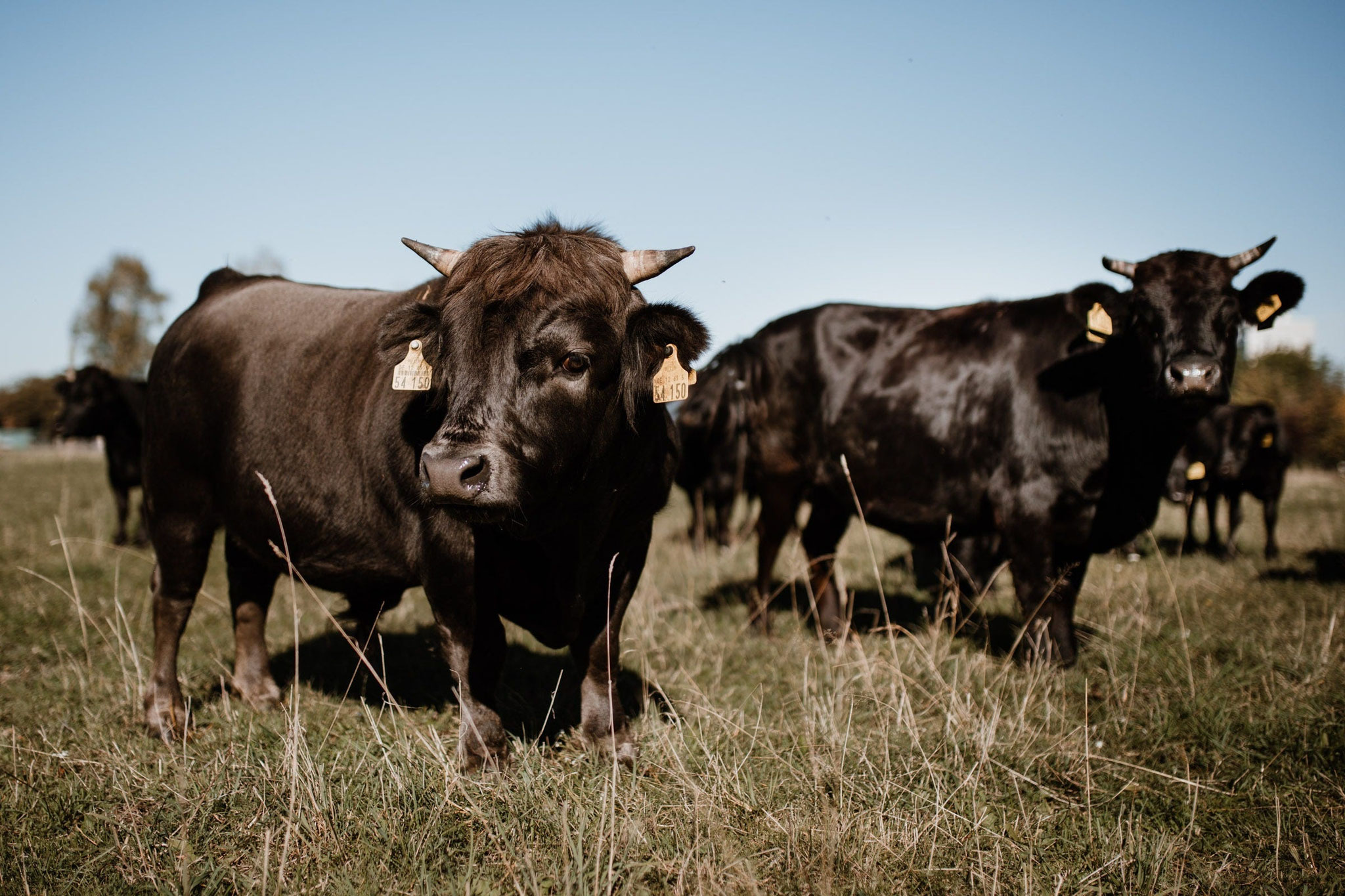 Startseite - Dahomey Zuchtverband Deutschland