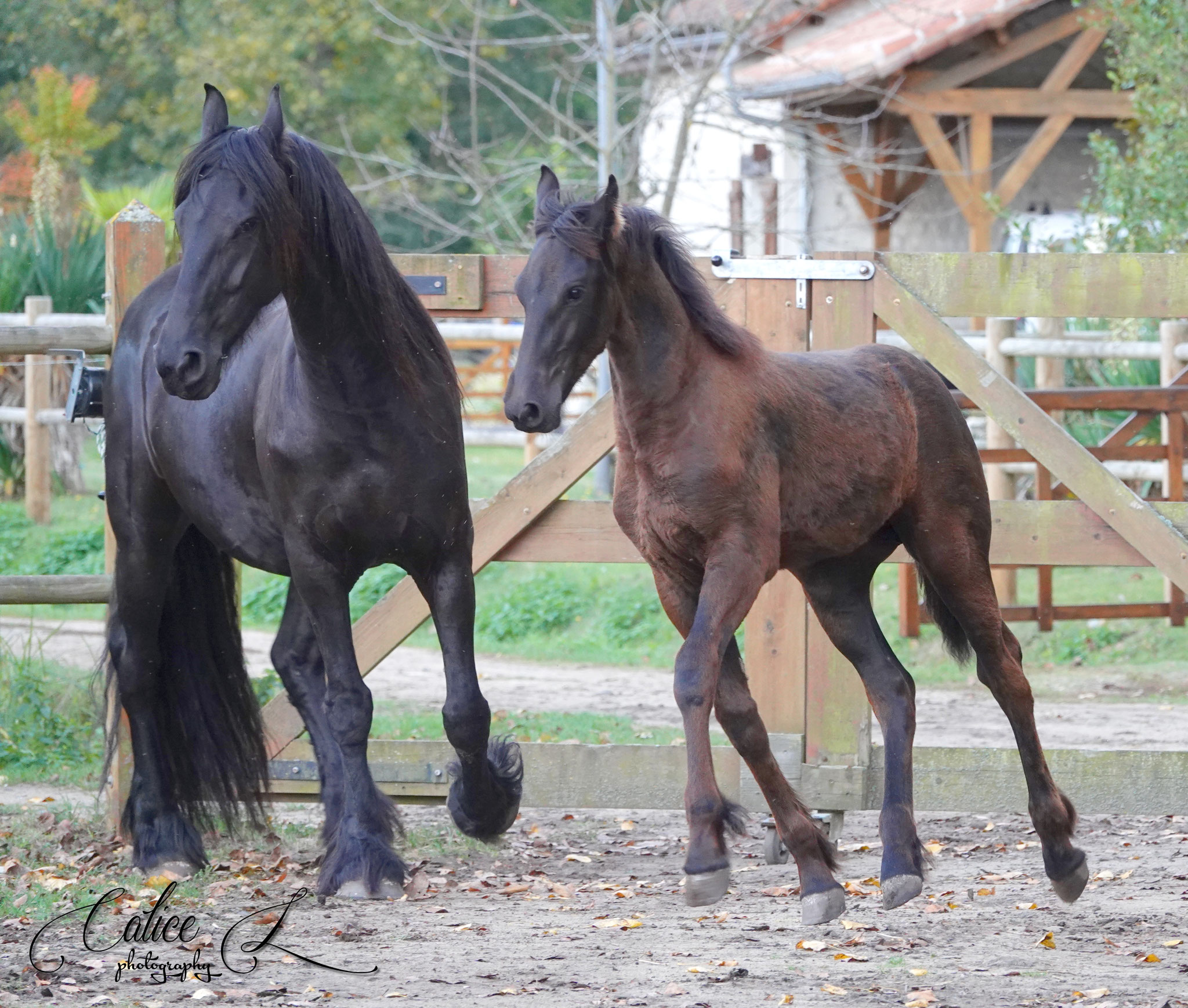frison, frison cheval, chevaux frison, frison a vendre - Elevage du ...
