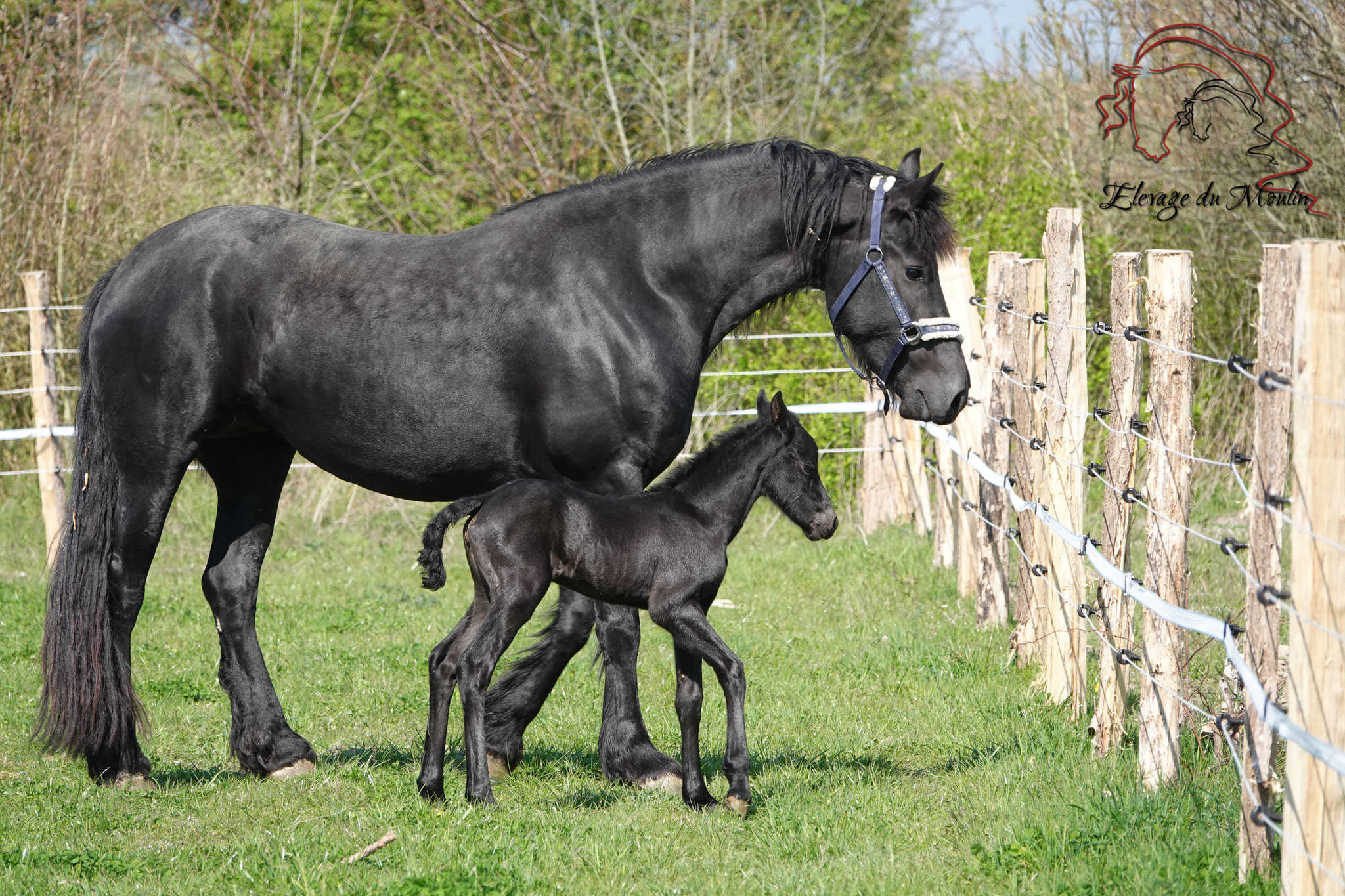 frison, frison cheval, chevaux frison, frison a vendre - Elevage du ...