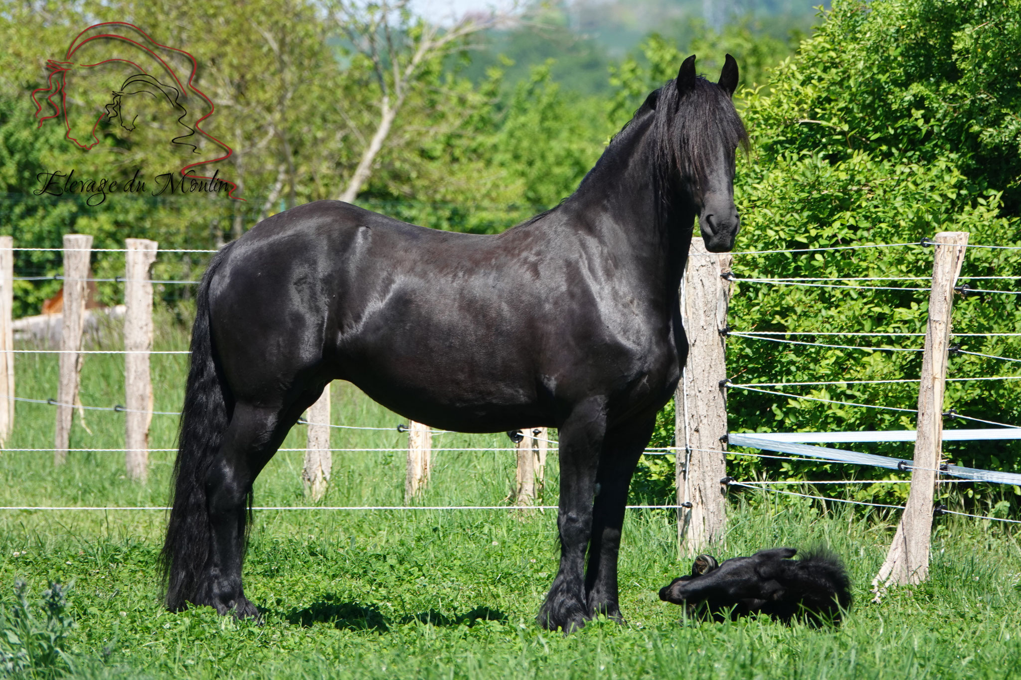 elevage de chevaux frison – jument frison a vendre – Writflx