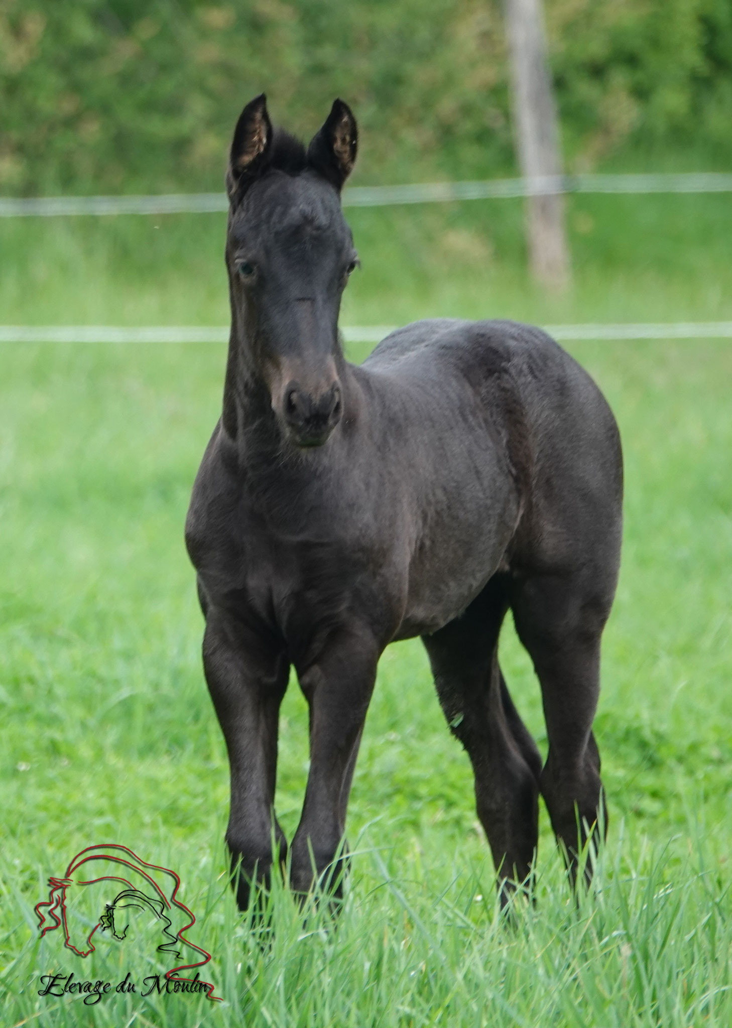 frison, frison cheval, chevaux frison, frison a vendre - Elevage du ...