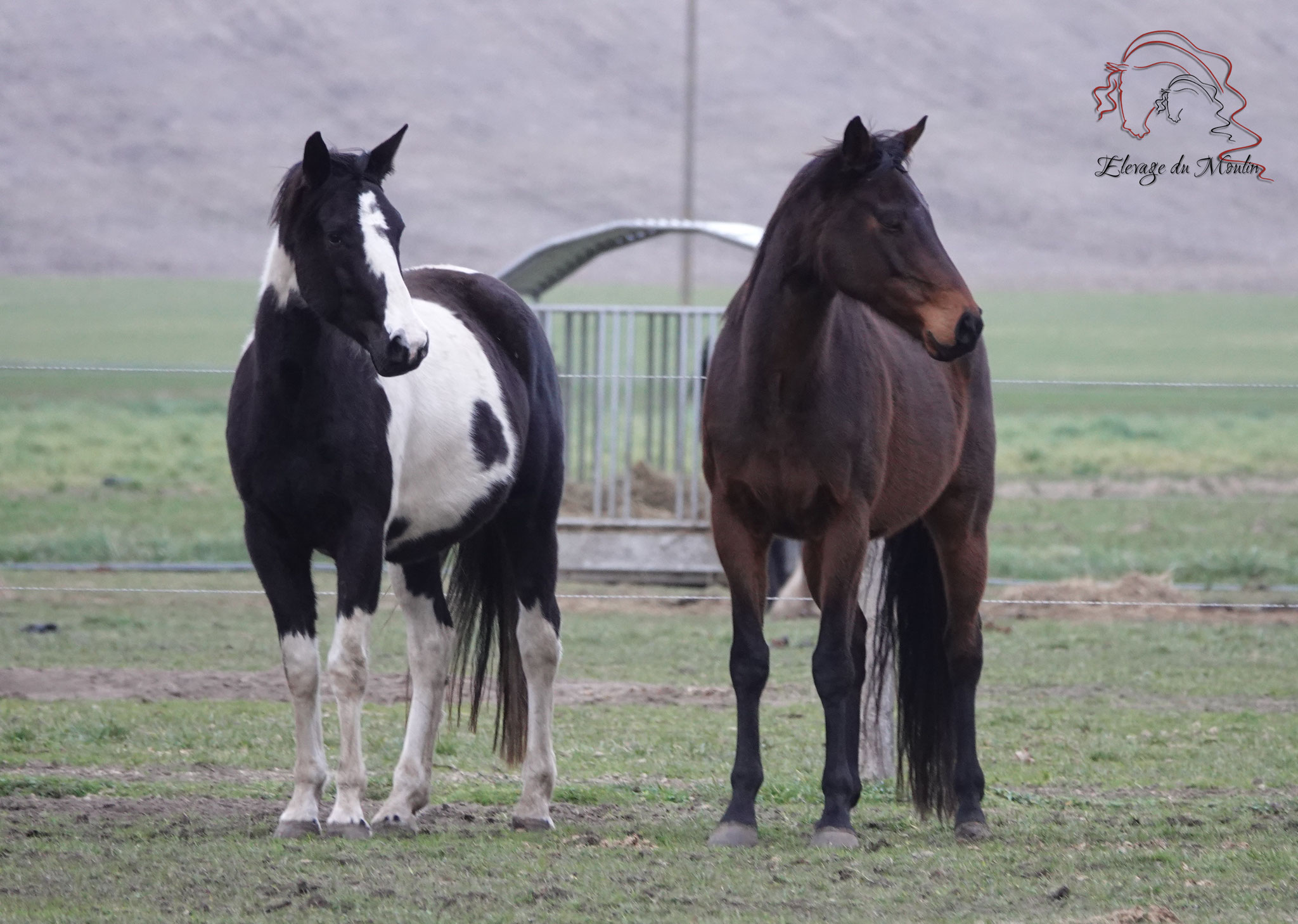 frison, frison cheval, chevaux frison, frison a vendre - Elevage du ...