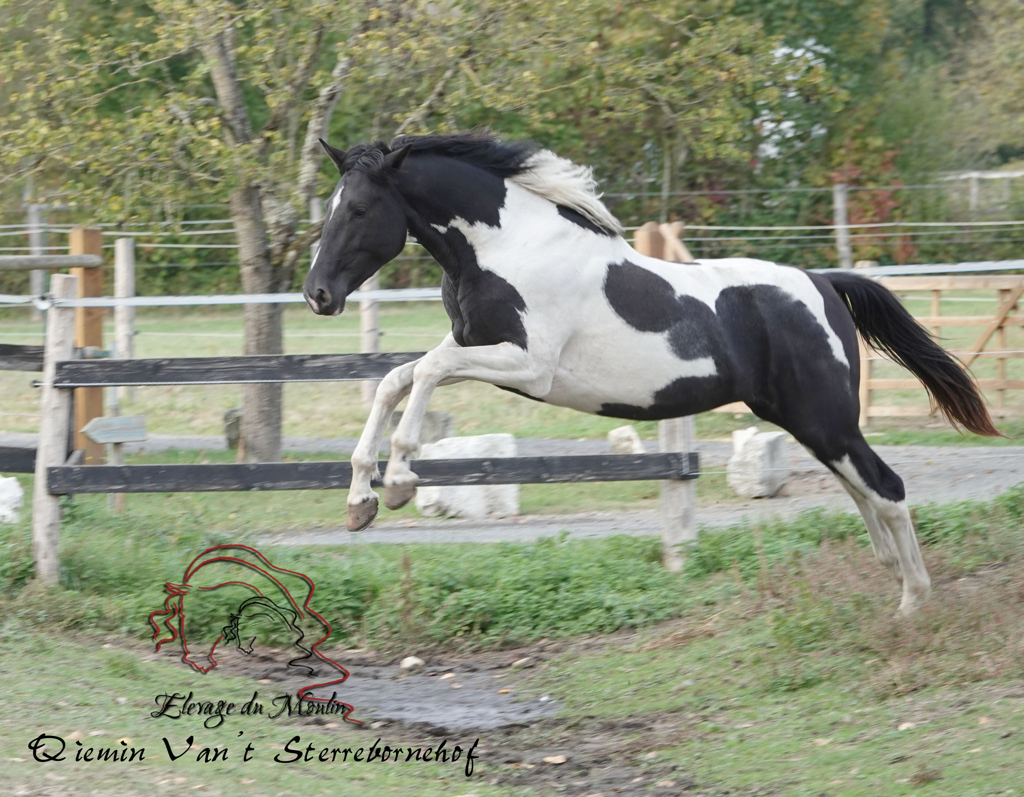 frison, frison cheval, chevaux frison, frison a vendre - Elevage du ...