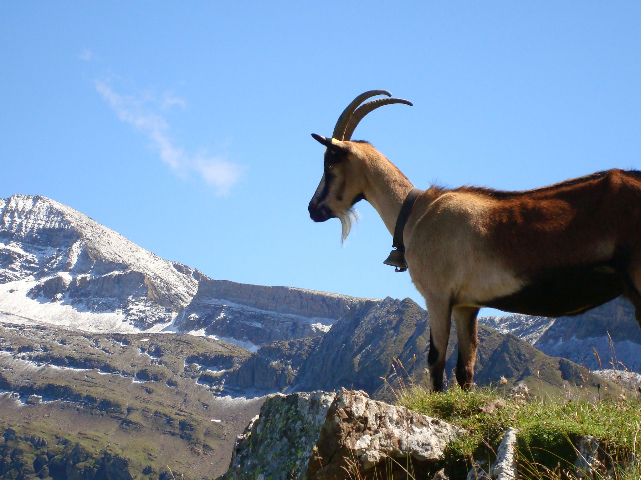 Willkommen auf der Axalp - Axalp ob Brienz