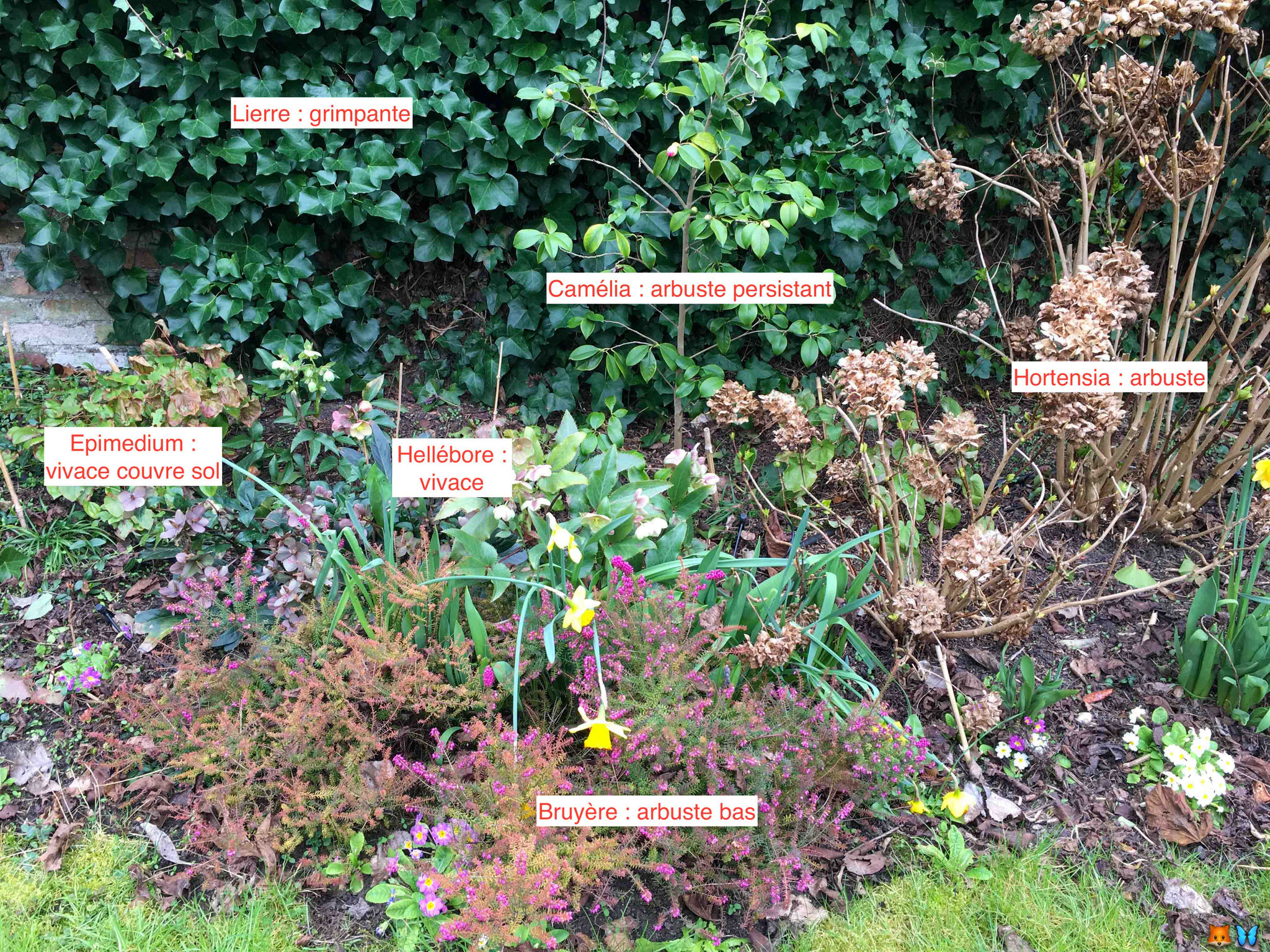 Utiliser toutes les strates végétales - Les jardins du renard et du ...