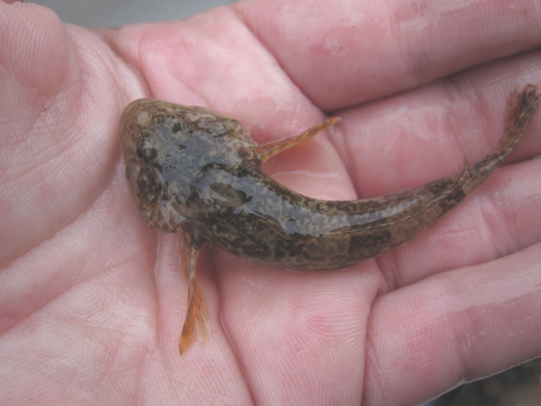 CHABOT - Site de aappma-valleedupetitmorin