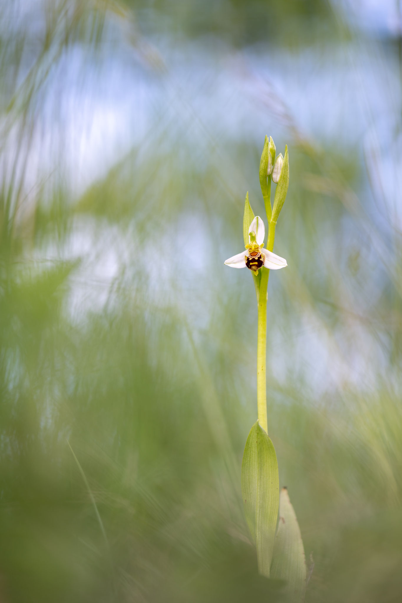 Wildes Kroatien mit Perdita Petzl - NATURELFOTO