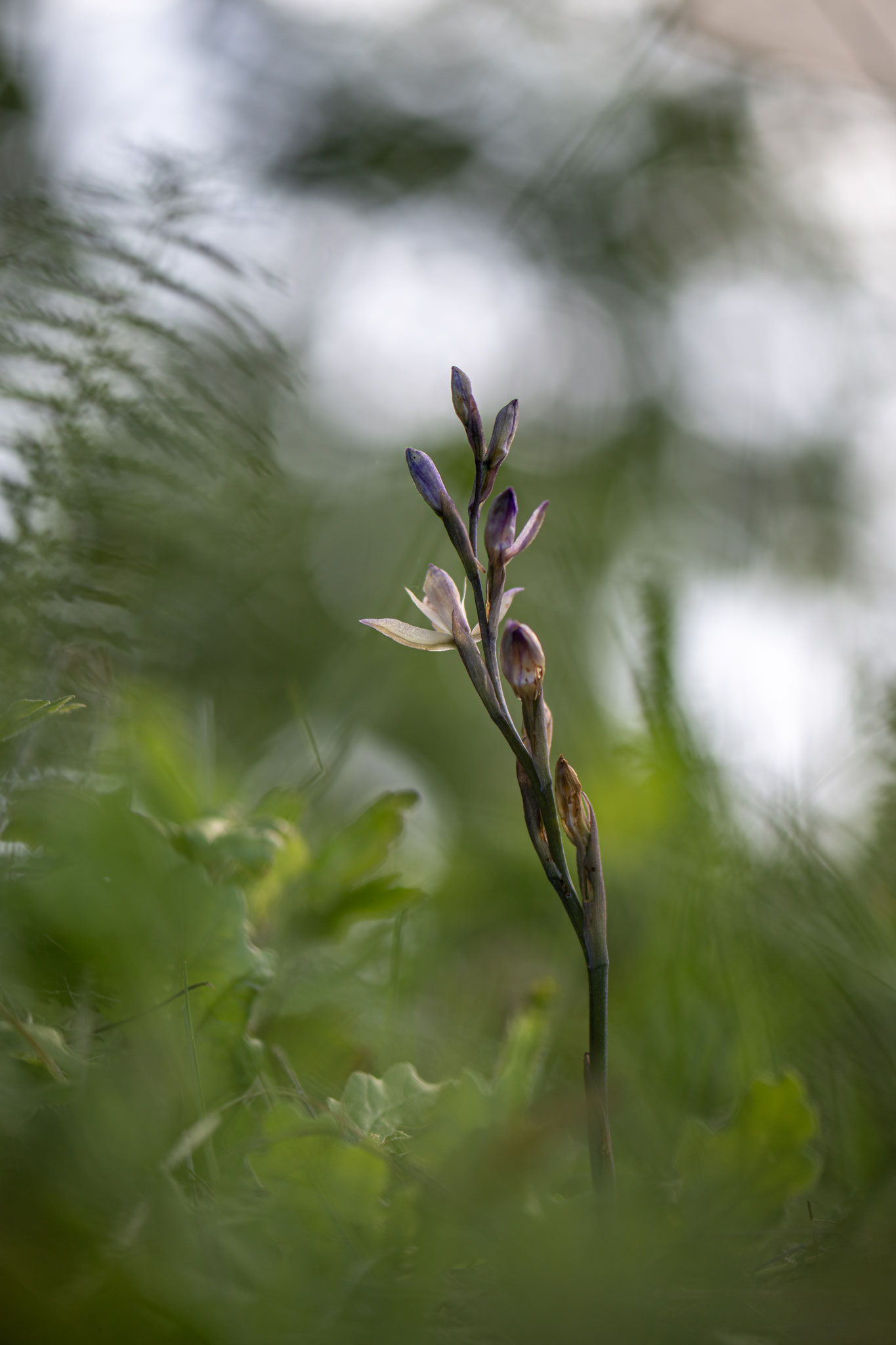 Wildes Kroatien mit Perdita Petzl - NATURELFOTO
