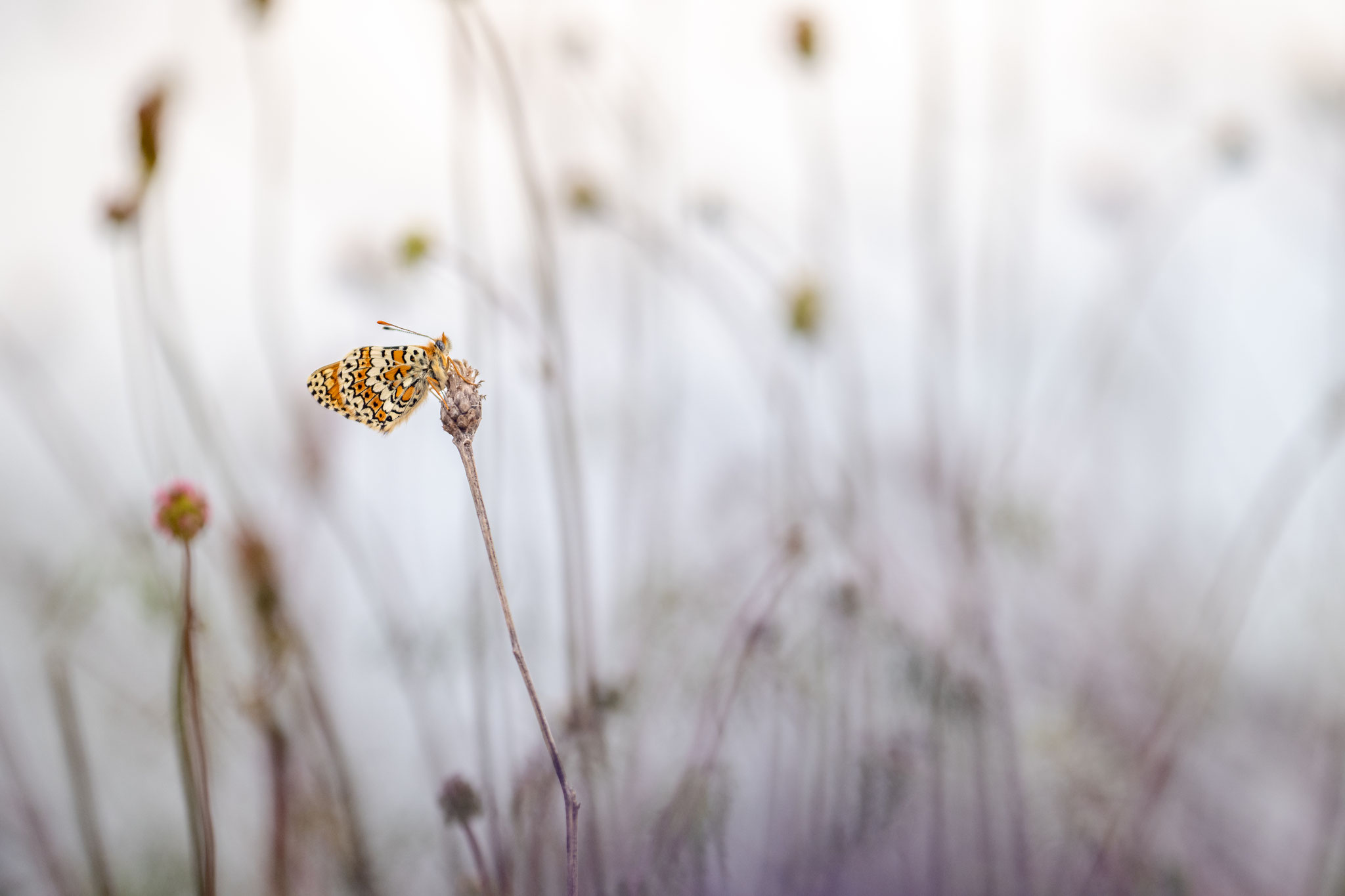 Wildes Kroatien mit Perdita Petzl - NATURELFOTO