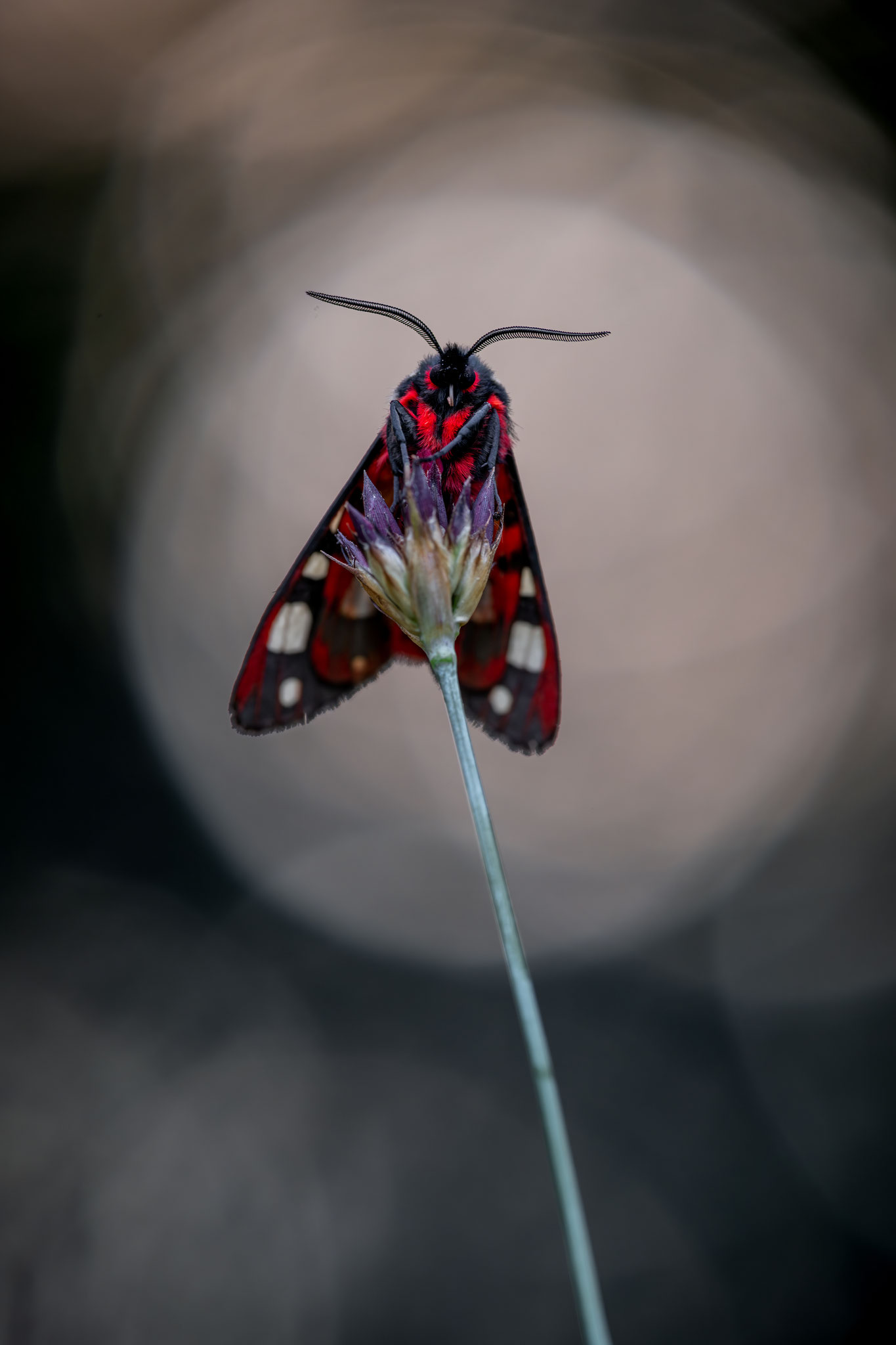 Wildes Kroatien mit Perdita Petzl - NATURELFOTO