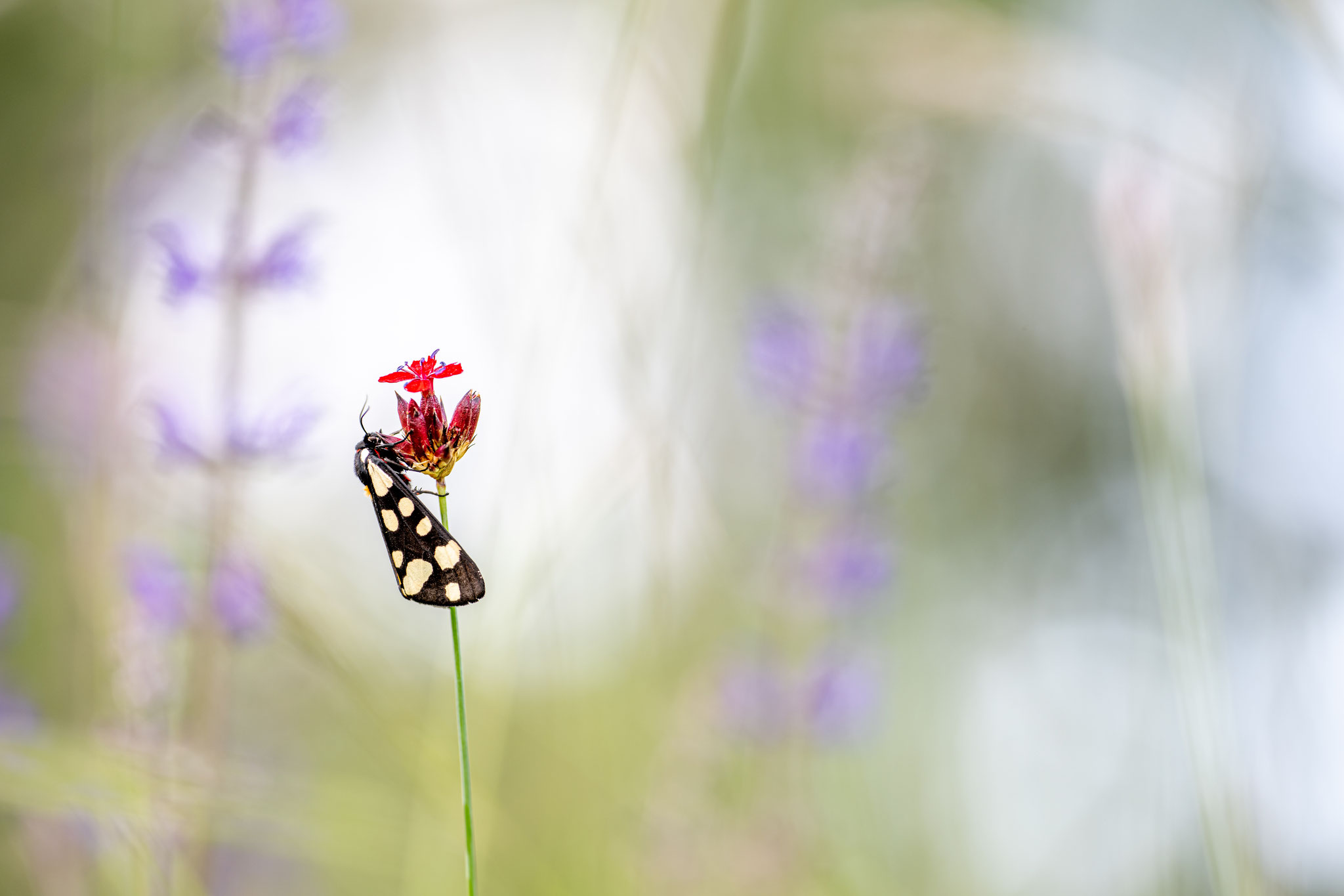 Wildes Kroatien mit Perdita Petzl - NATURELFOTO