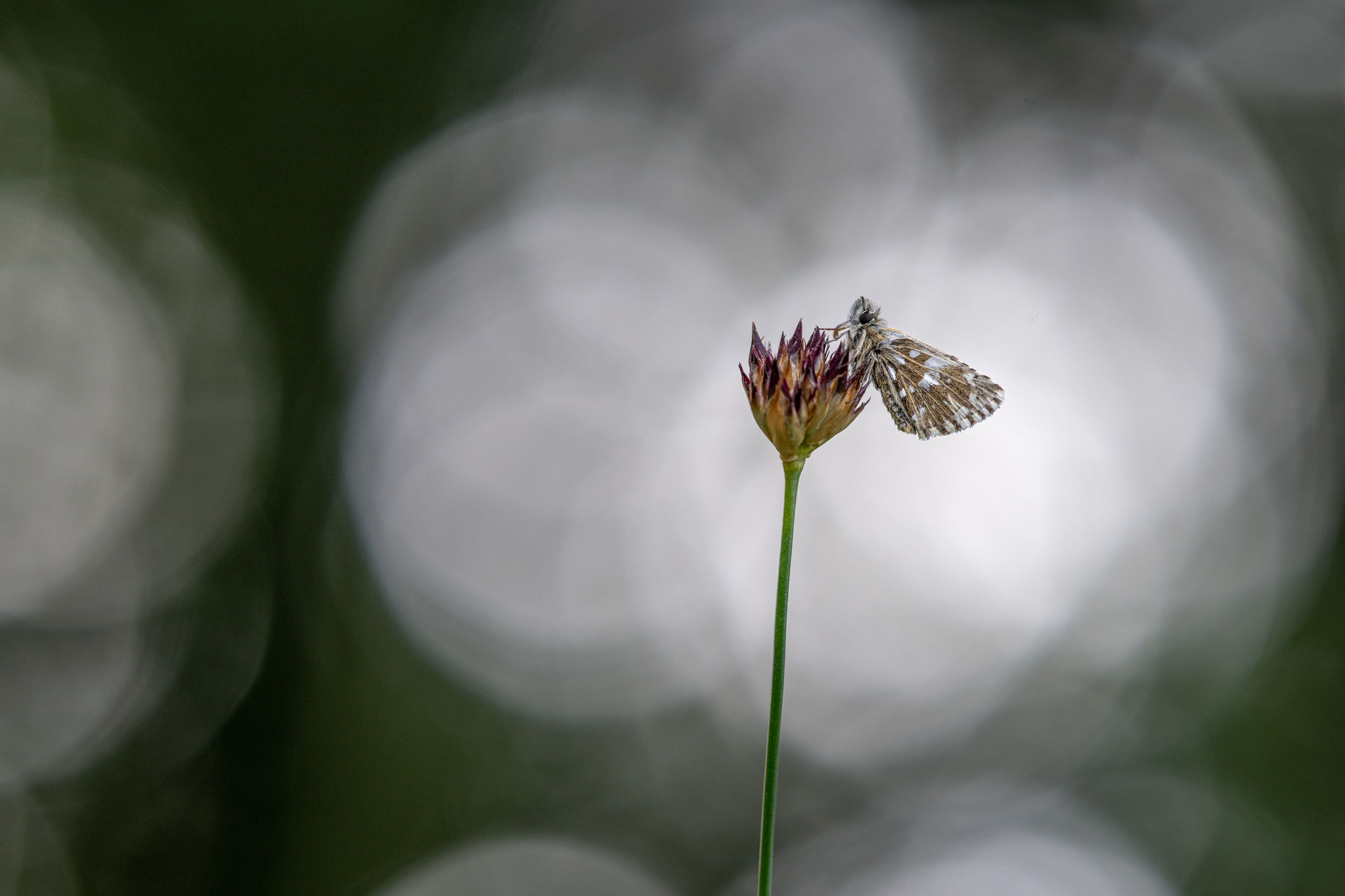 Wildes Kroatien mit Perdita Petzl - NATURELFOTO