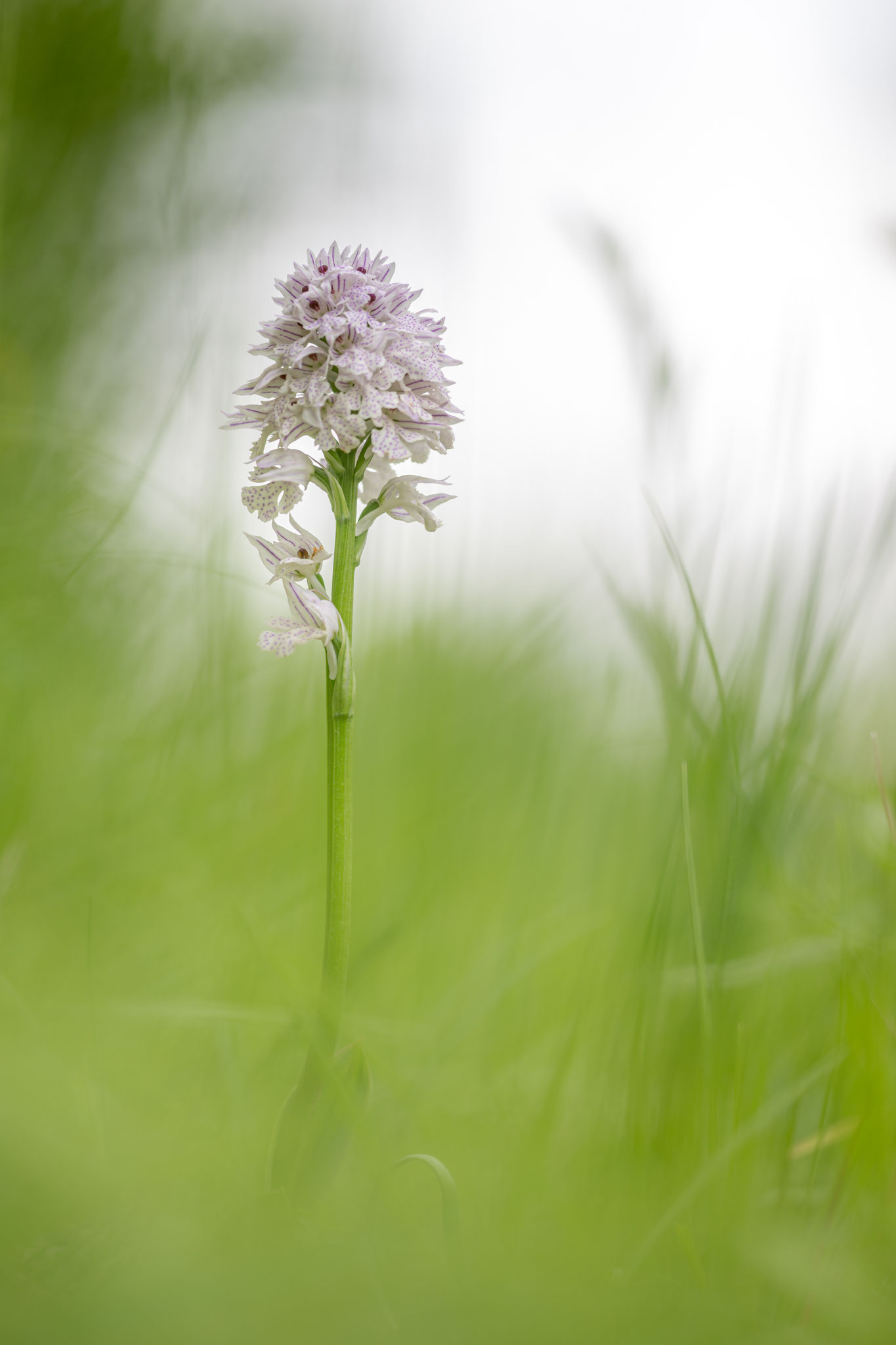 Wildes Kroatien mit Perdita Petzl - NATURELFOTO