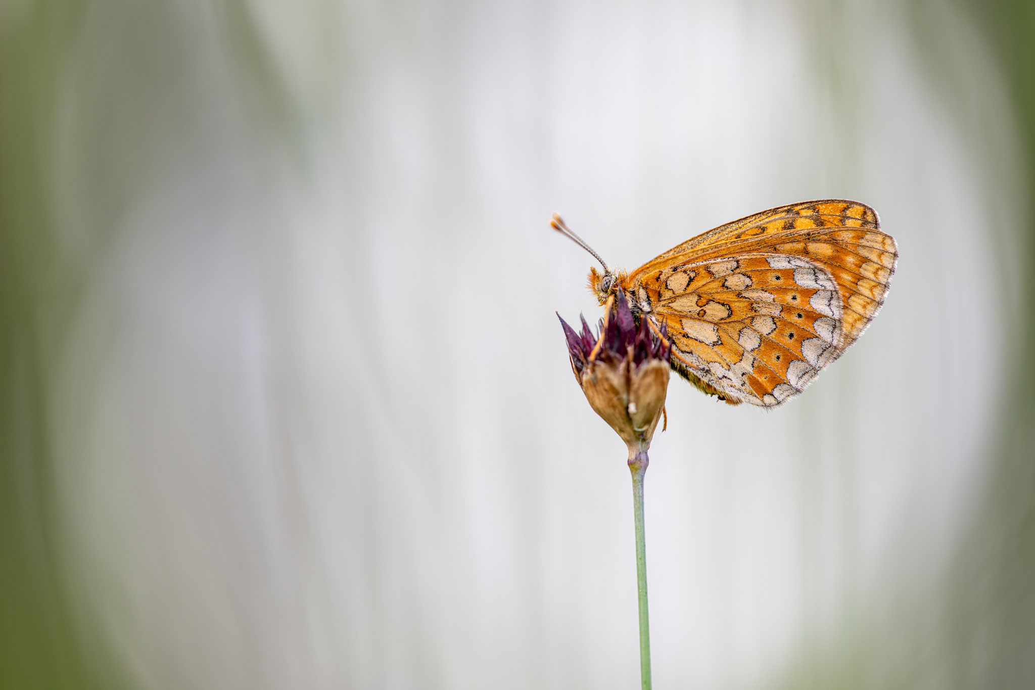 Wildes Kroatien mit Perdita Petzl - NATURELFOTO