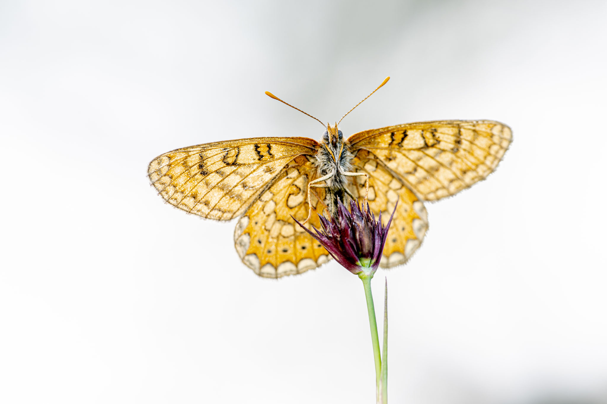 Wildes Kroatien mit Perdita Petzl - NATURELFOTO