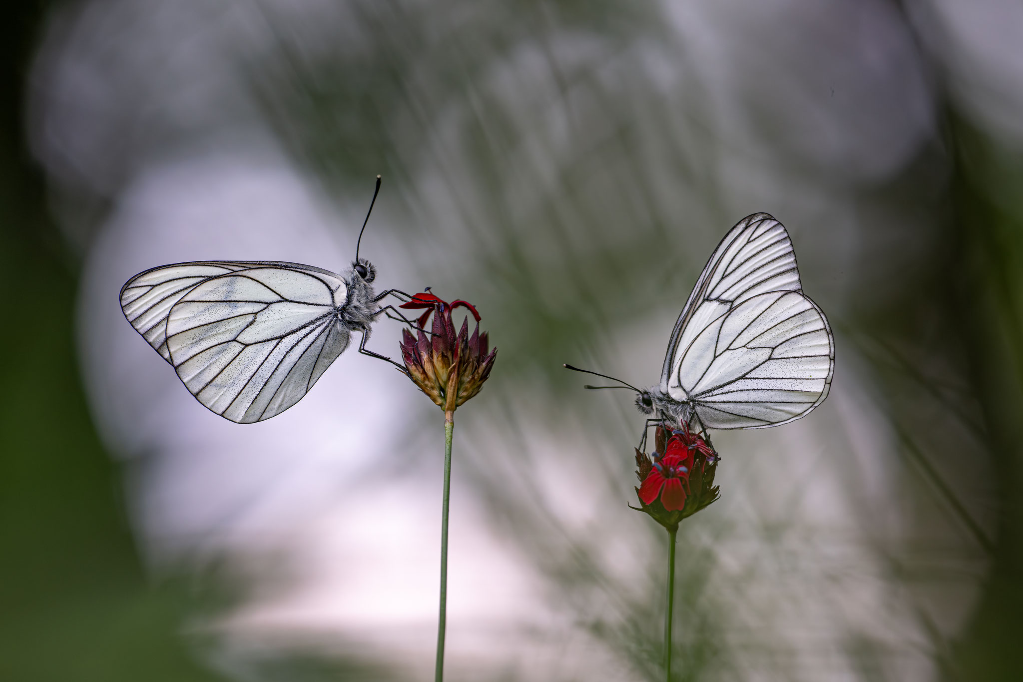 Wildes Kroatien mit Perdita Petzl - NATURELFOTO