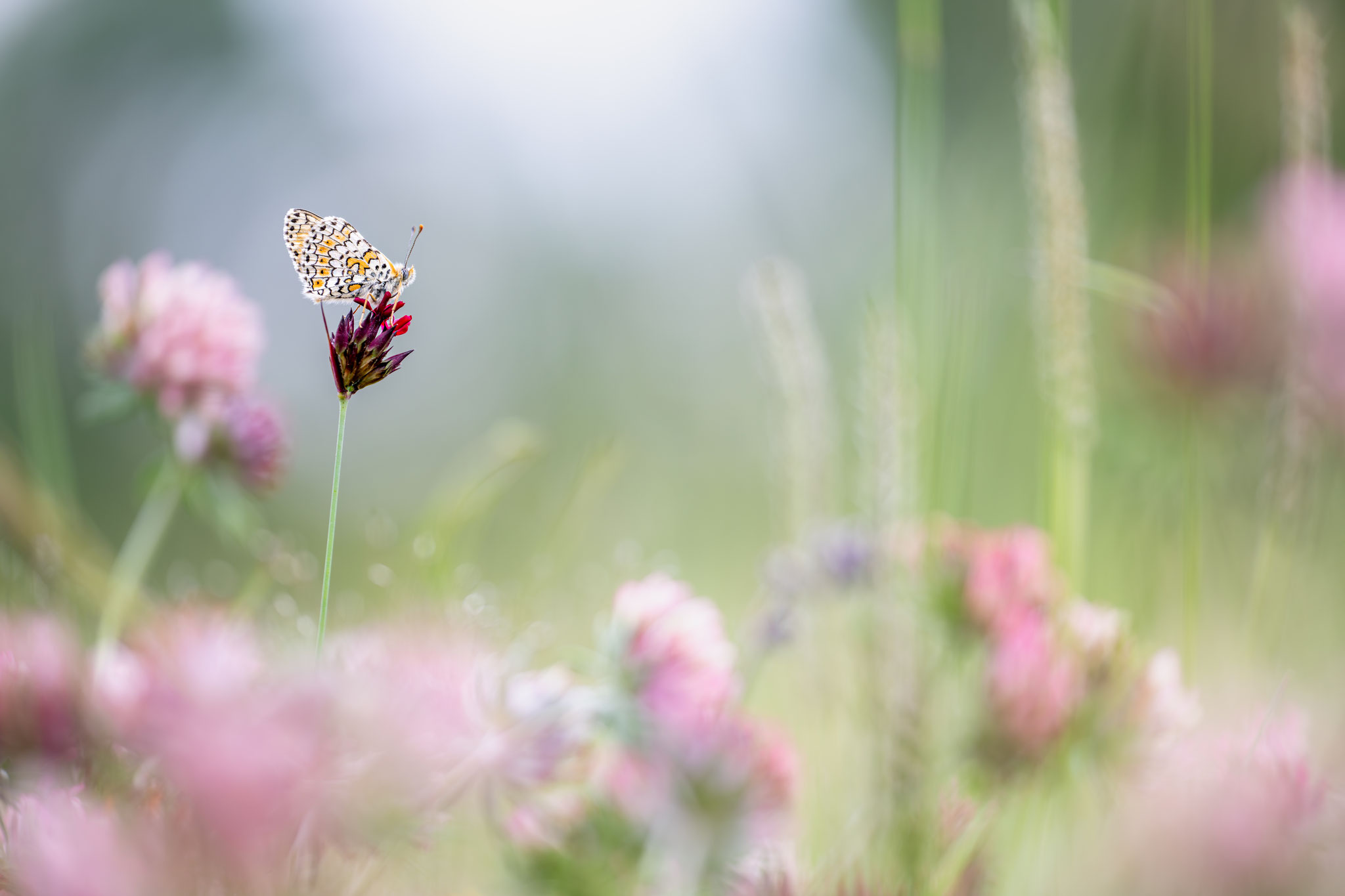 Wildes Kroatien mit Perdita Petzl - NATURELFOTO