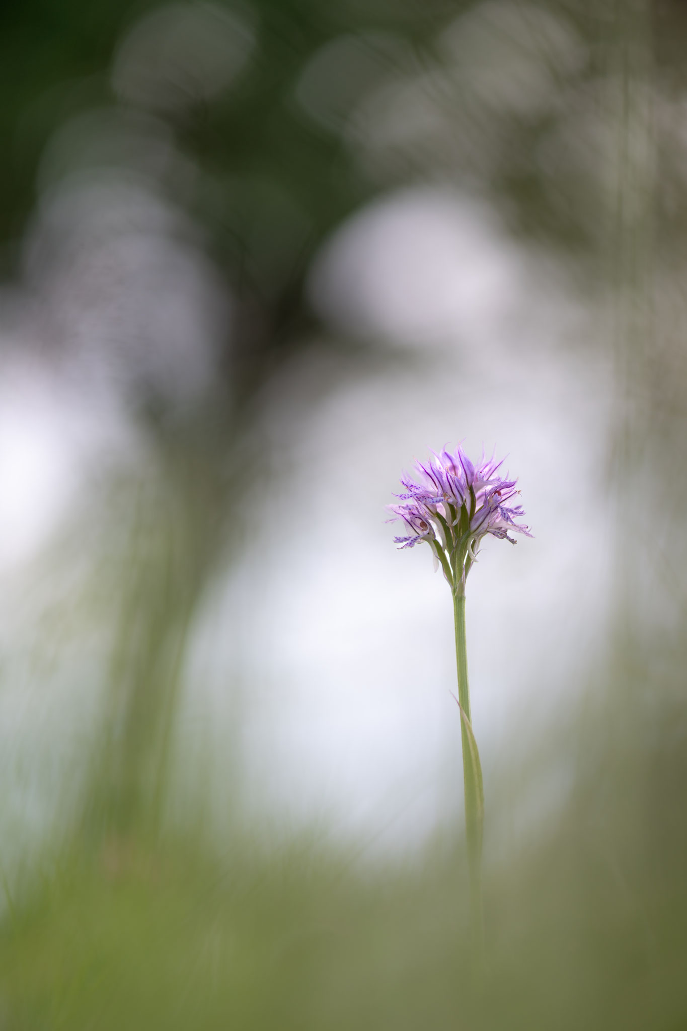 Wildes Kroatien mit Perdita Petzl - NATURELFOTO