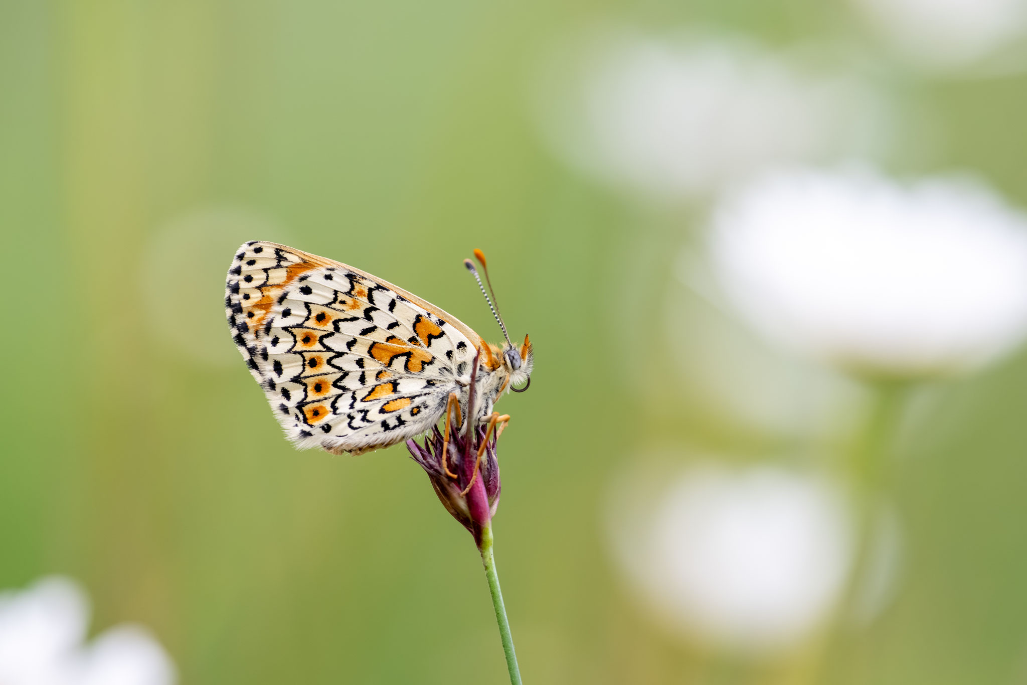 Wildes Kroatien mit Perdita Petzl - NATURELFOTO