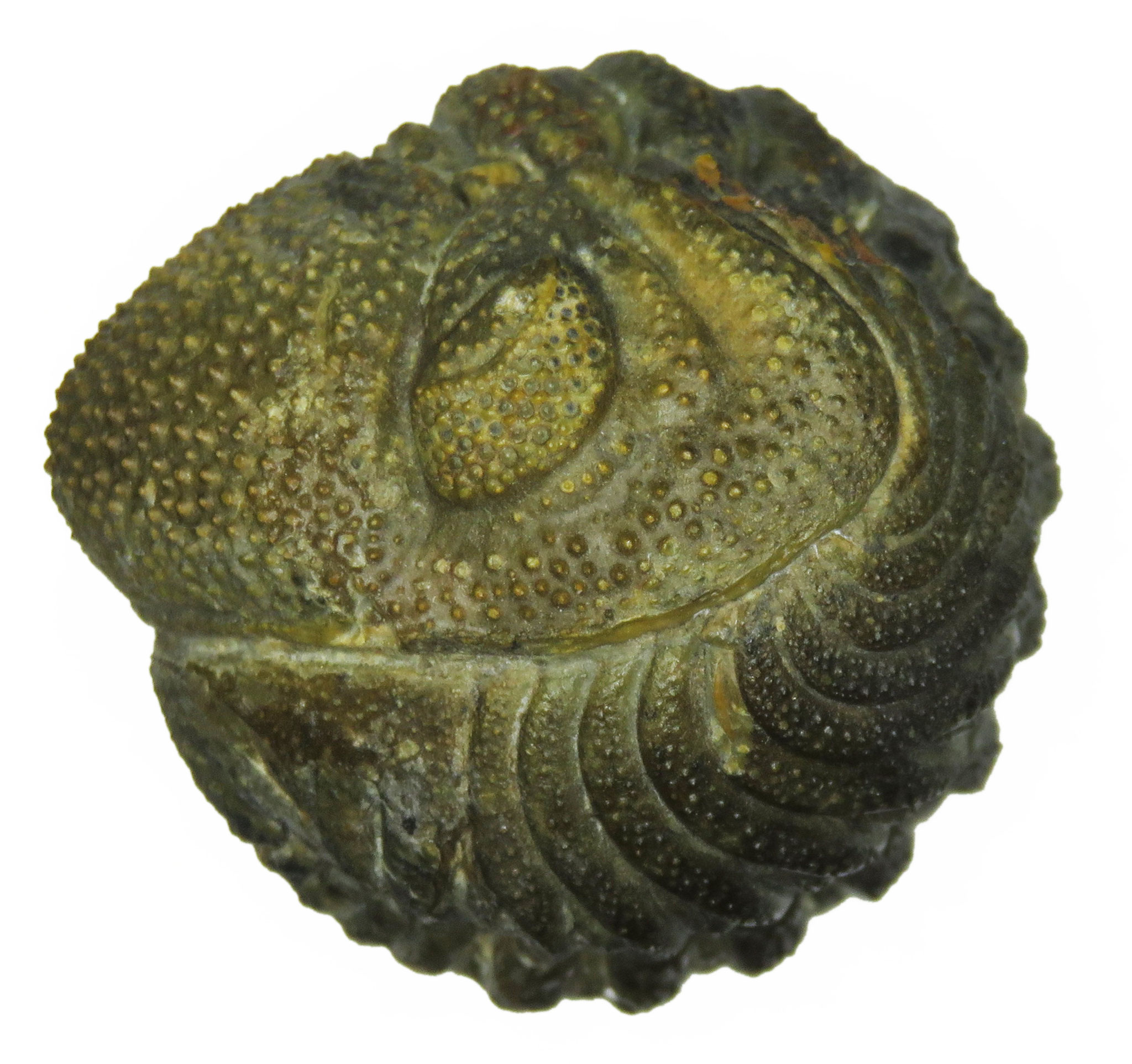 Trilobites - Trilobites de Marruecos - Moroccan trilobites