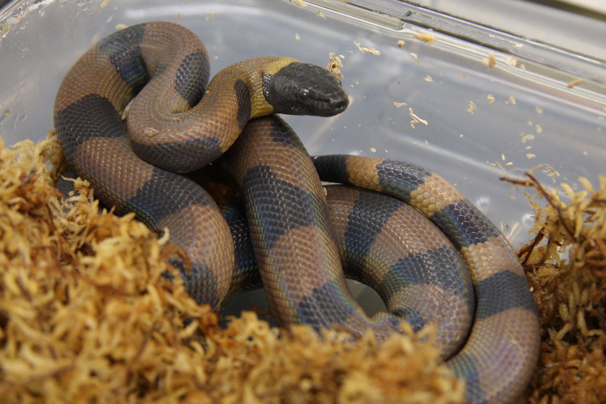 Bothrochilus boa - maurice-maurers Webseite!