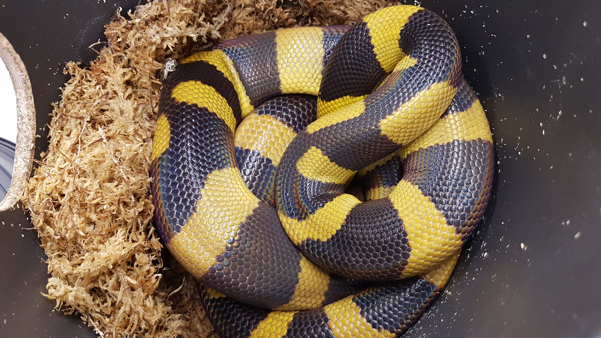 Bothrochilus boa - maurice-maurers Webseite!