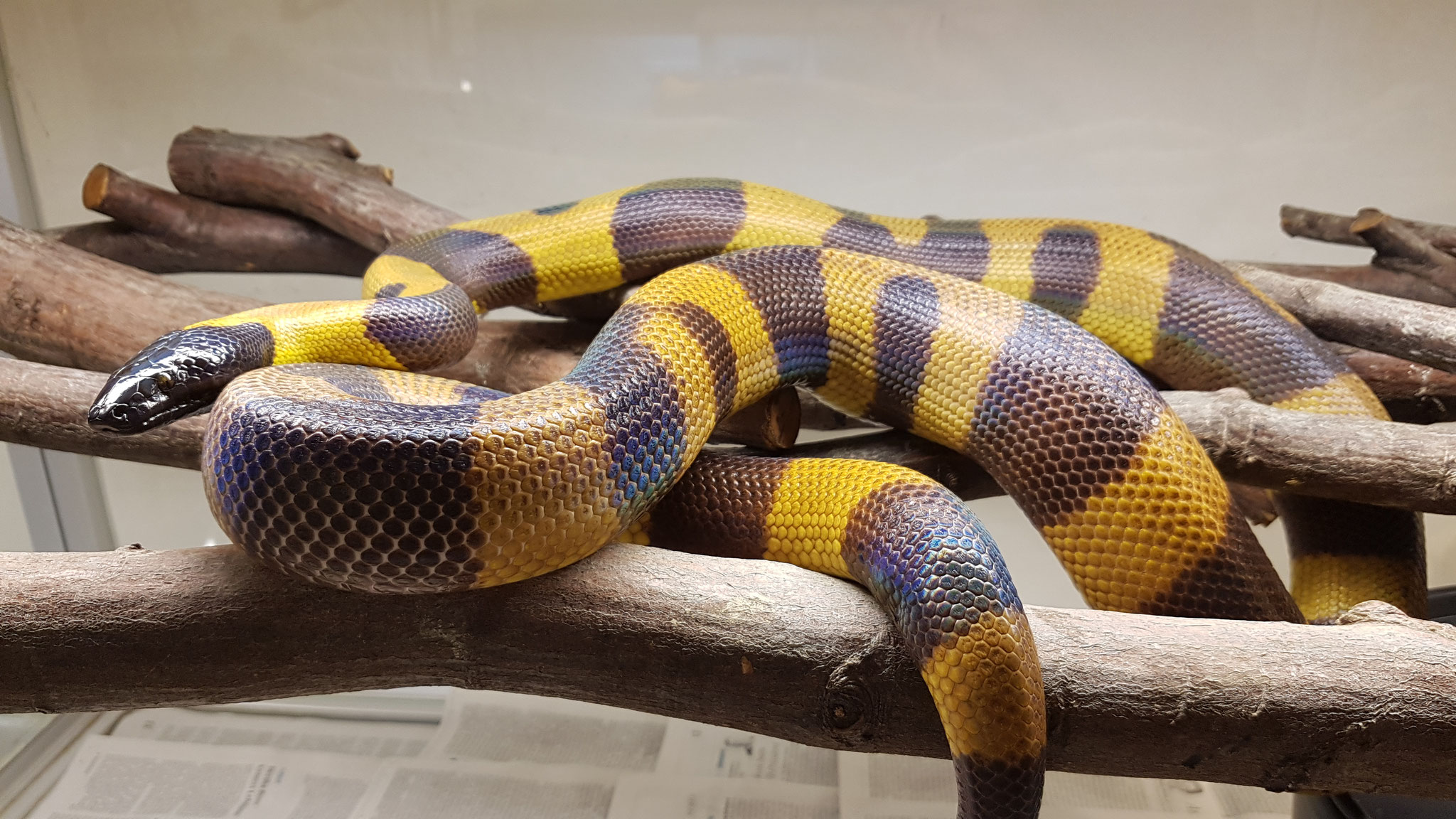 Bothrochilus boa - maurice-maurers Webseite!