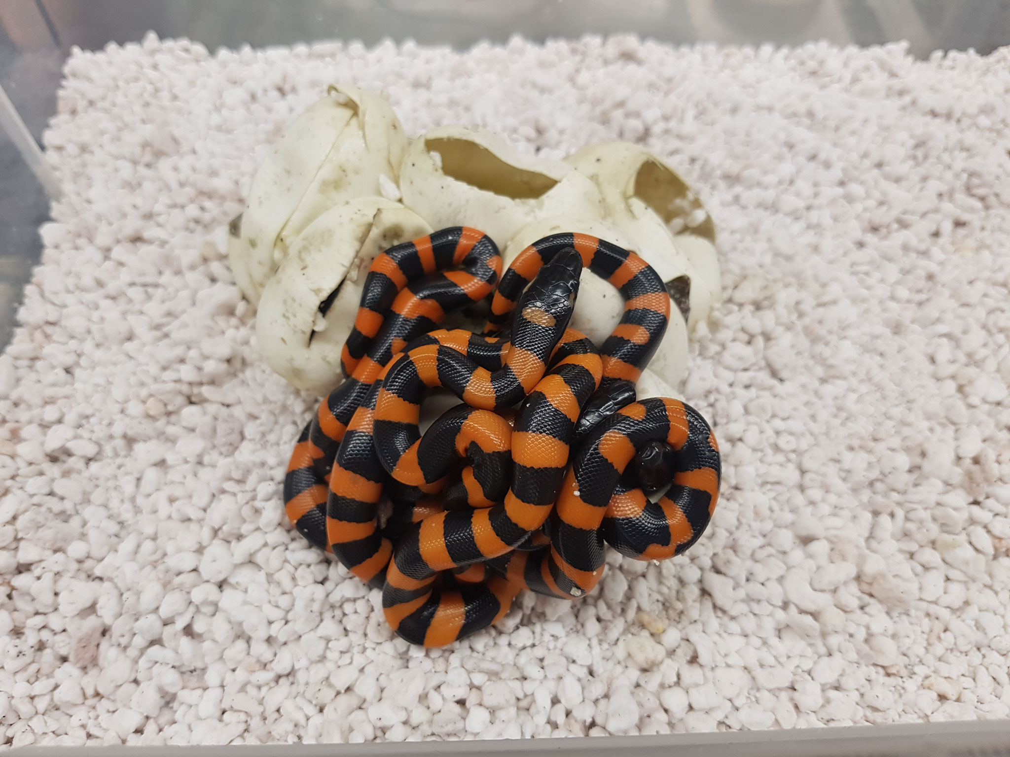 Bothrochilus boa - maurice-maurers Webseite!