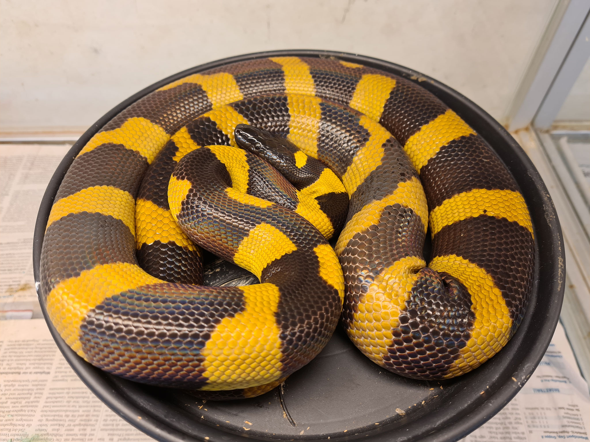 Bothrochilus boa - maurice-maurers Webseite!