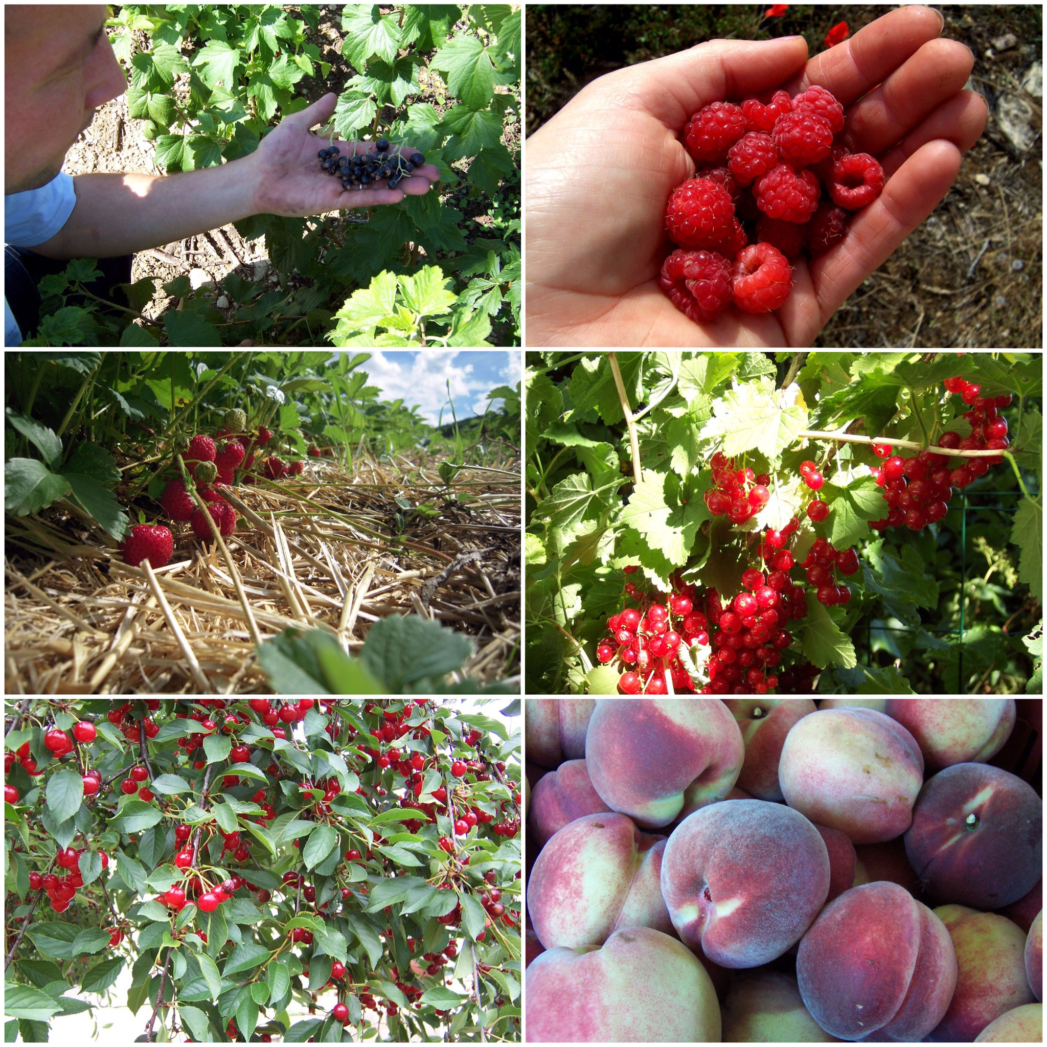 Nos produits Bio - Ferme Fruirouge en Bourgogne