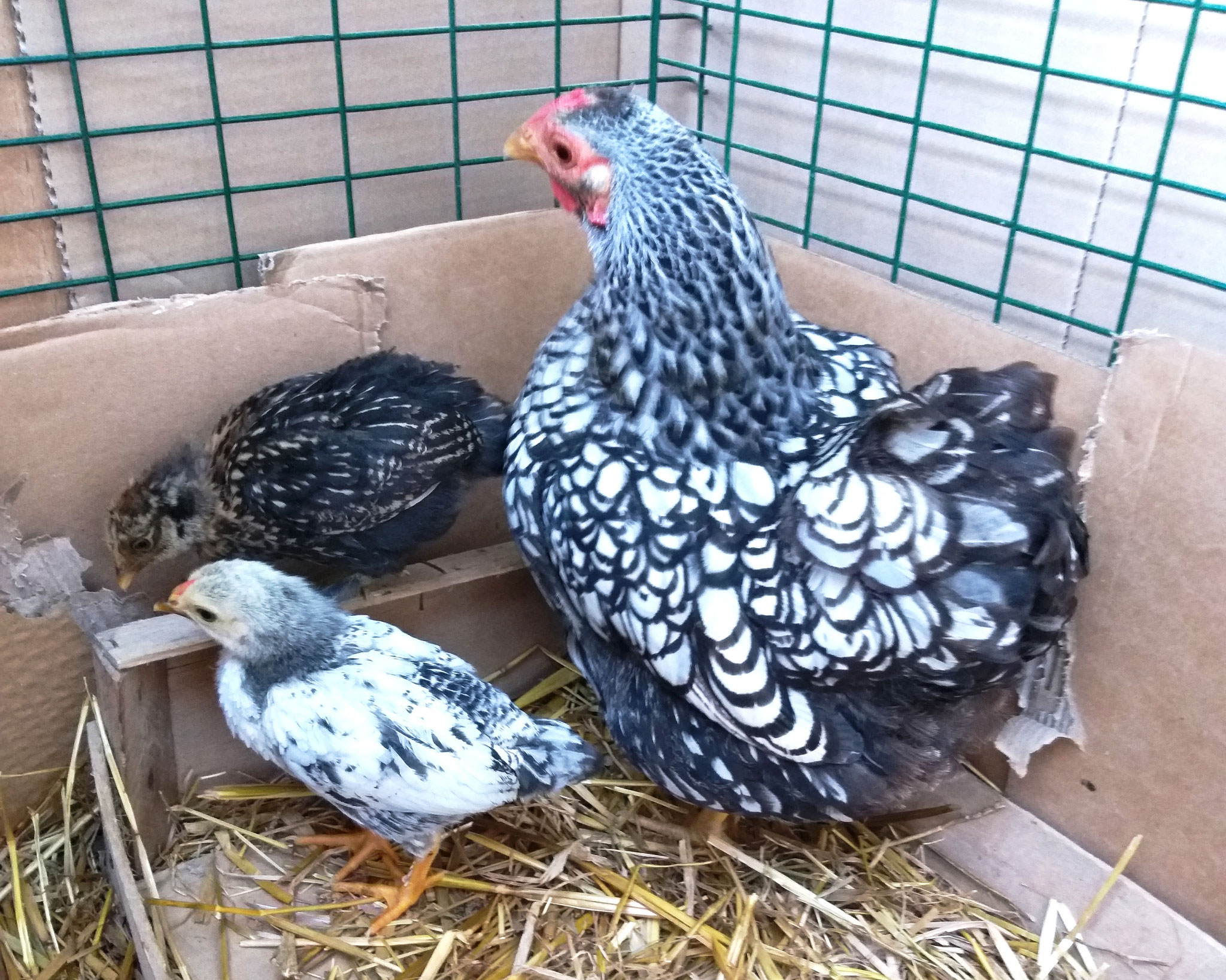 Loulou - Plumes, poules et nature.