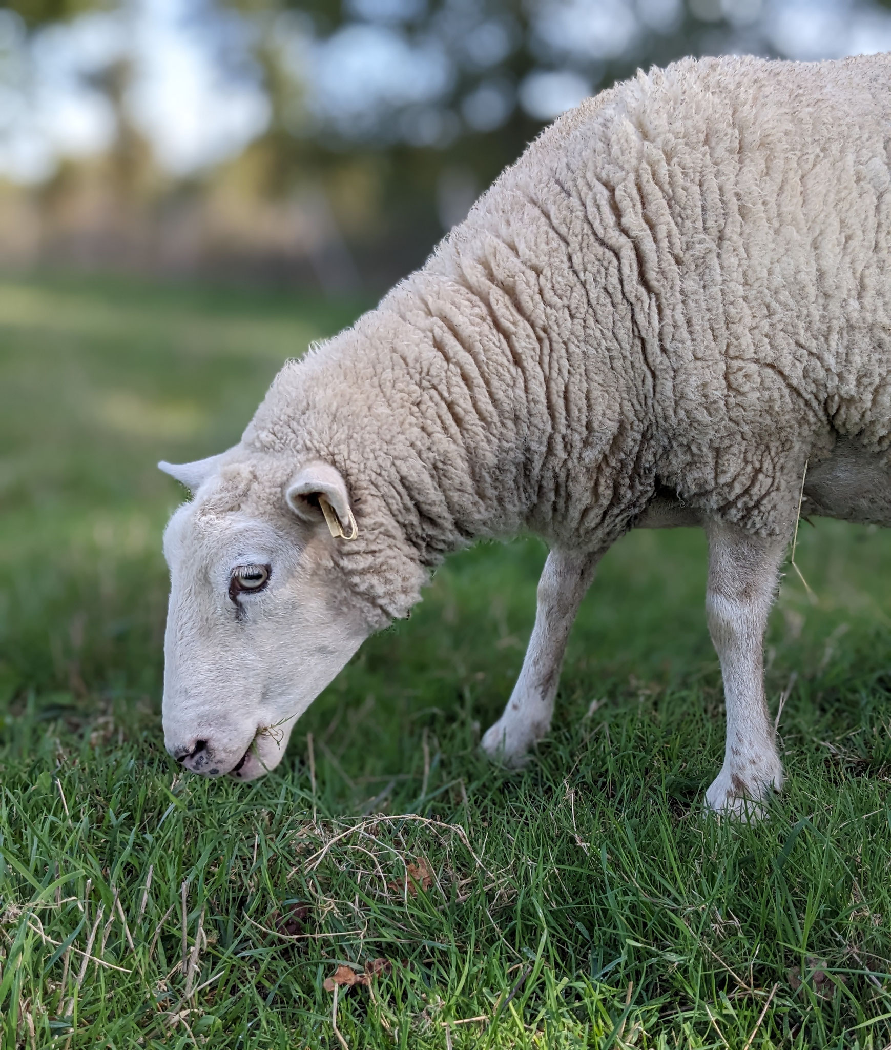 NOS MOUTONS DES LANDES DE BRETAGNE EN VENDEE - Des Moutons à l'Horizon