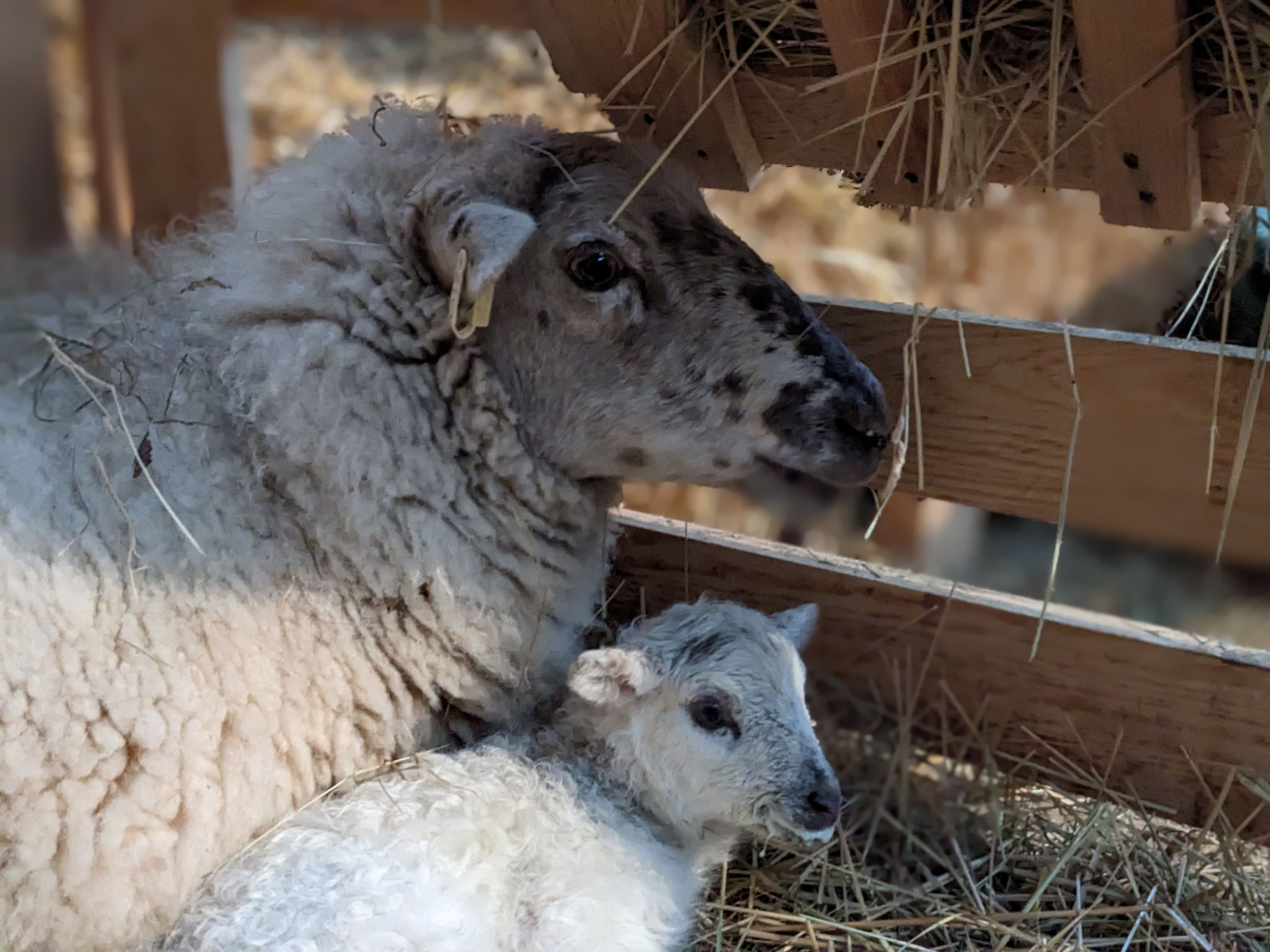 NOS MOUTONS DES LANDES DE BRETAGNE EN VENDEE - Des Moutons à l'Horizon