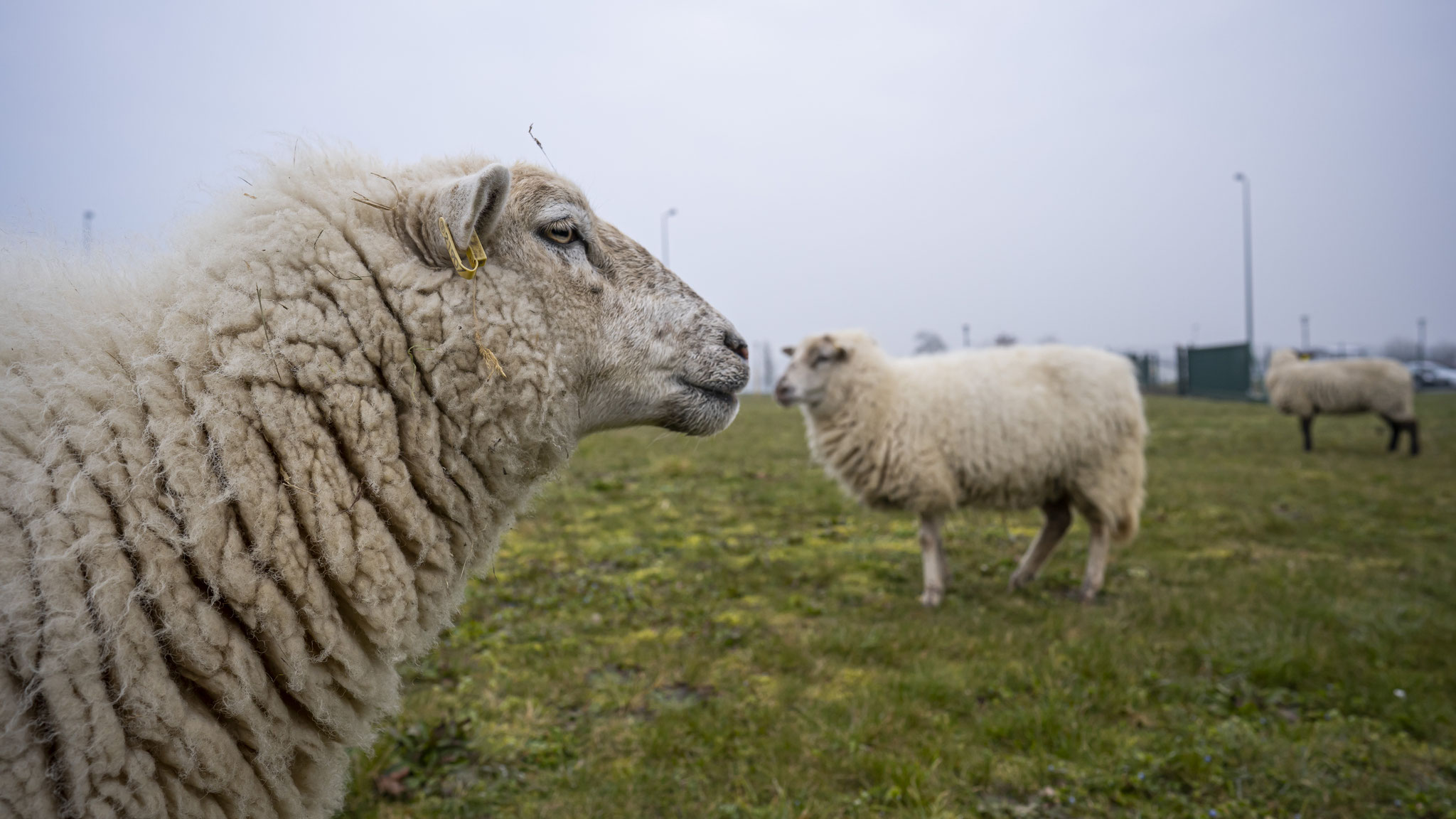 NOS MOUTONS DES LANDES DE BRETAGNE EN VENDEE - Des Moutons à l'Horizon